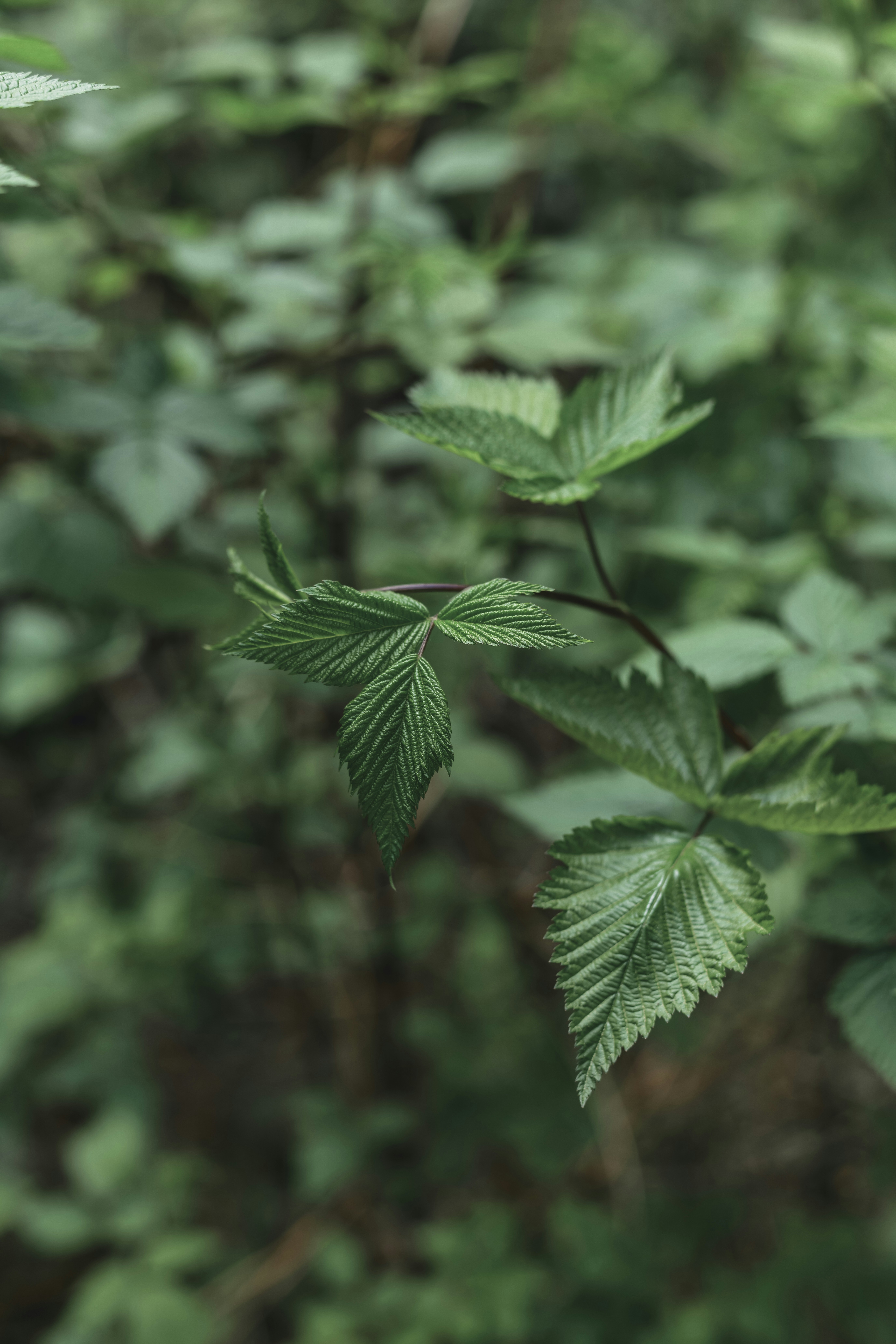 Emerald Vein: Close-up of a Raspberry-like Leaf in Quiet Understory