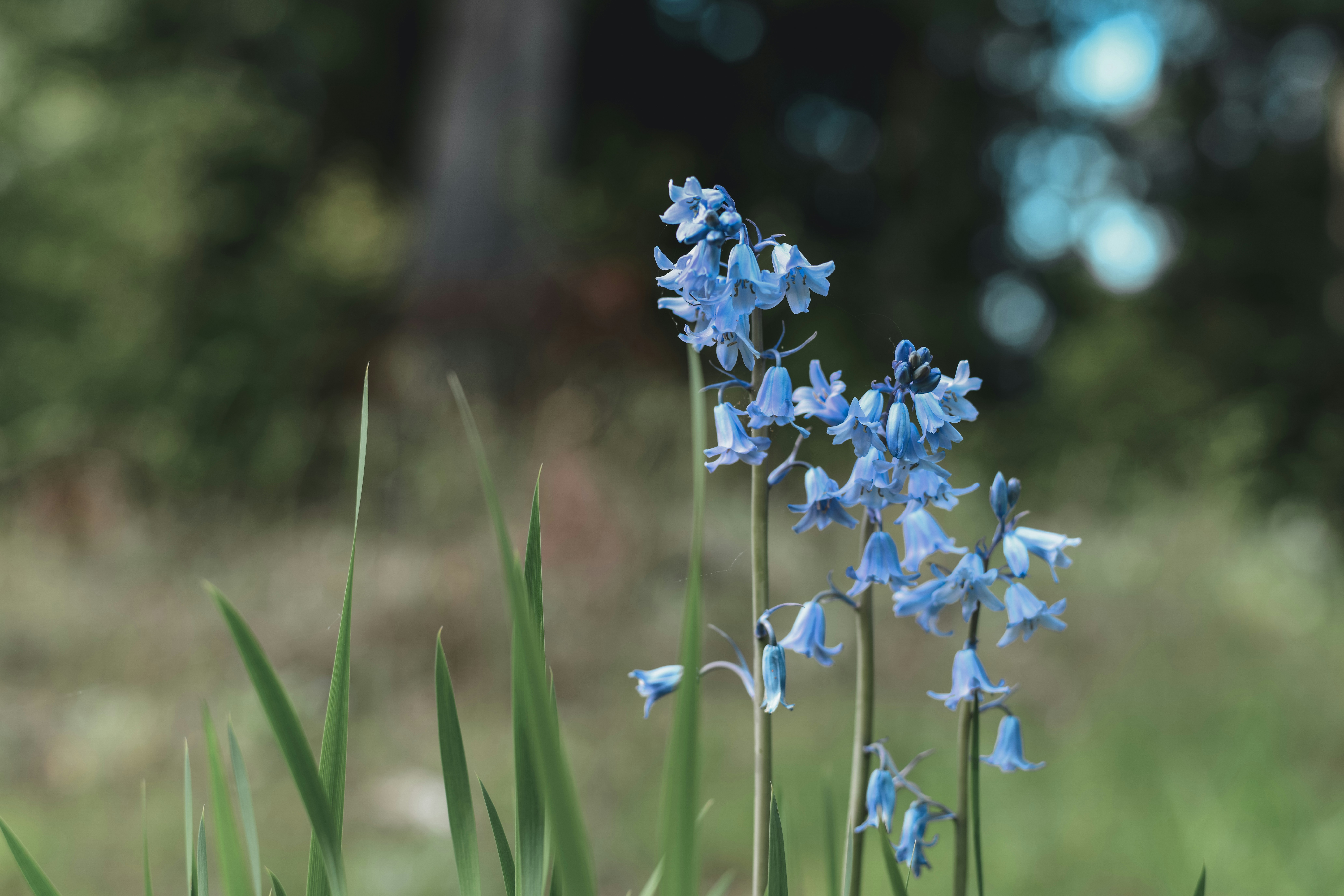 Blue Blooms in a Quiet Meadow