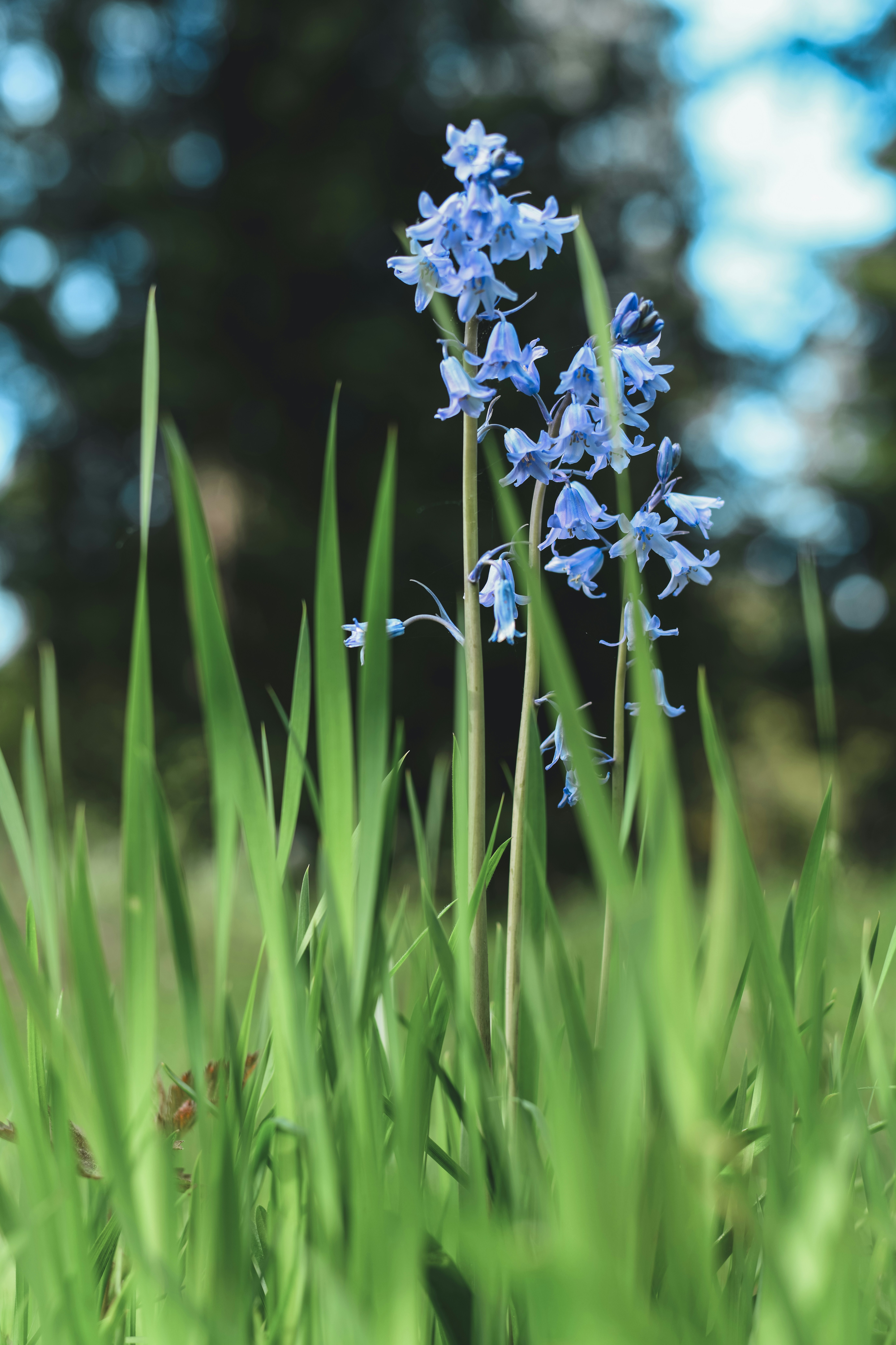Bluebell Spotlight in a Sea of Green