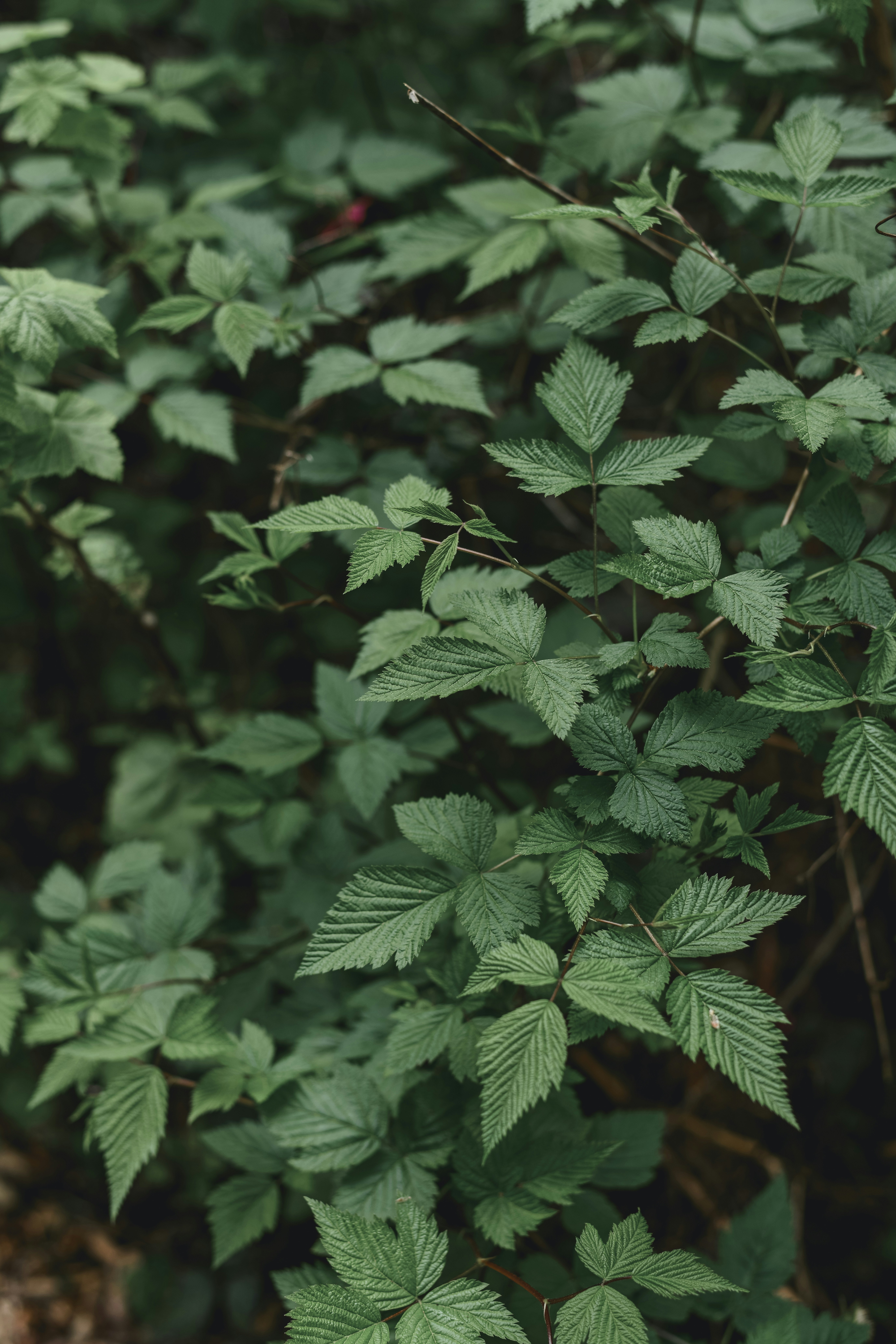 Verdant Veil: Delicate Fern-like Leaves in a Quiet Understory