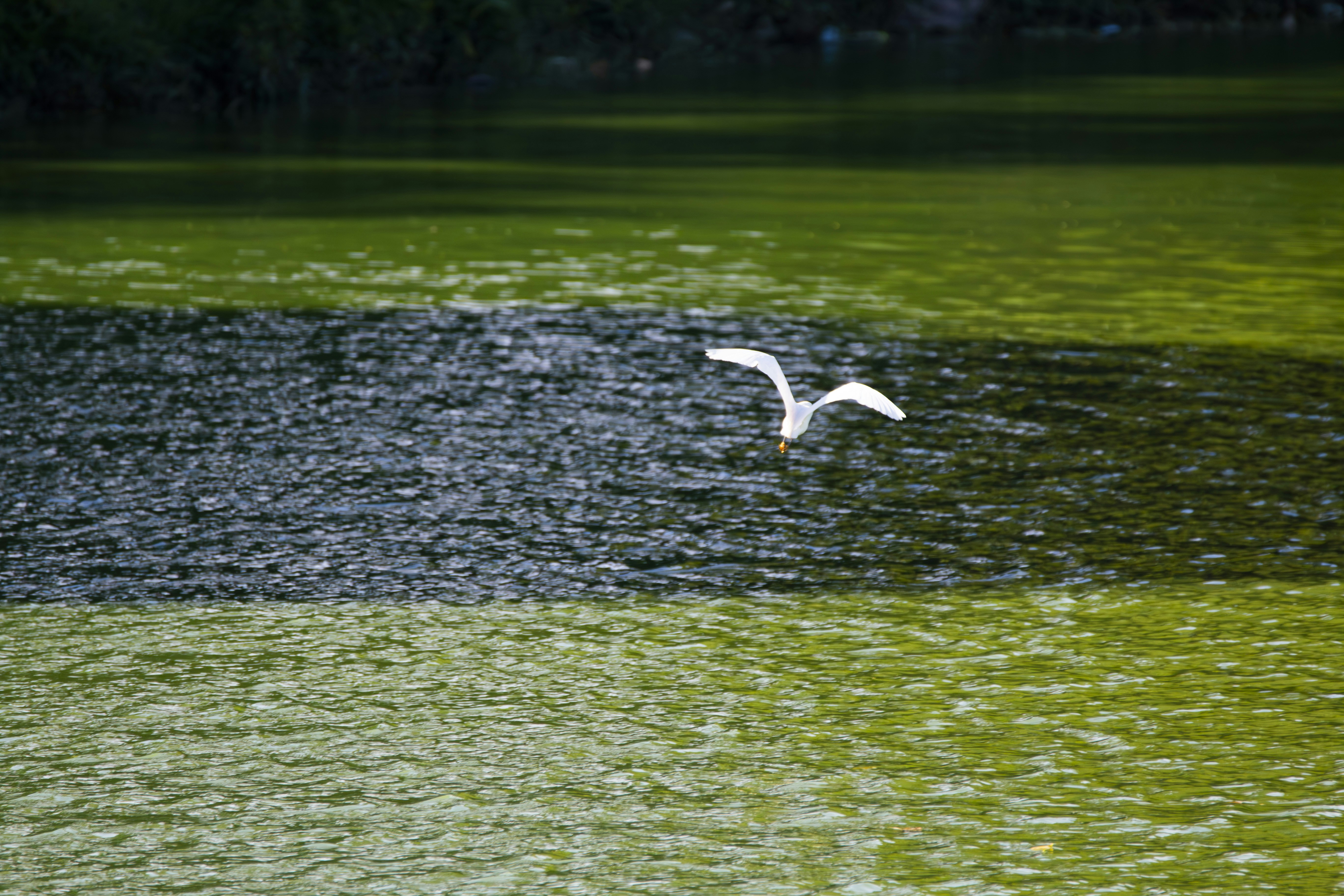 White gull in a green-hued lake glow