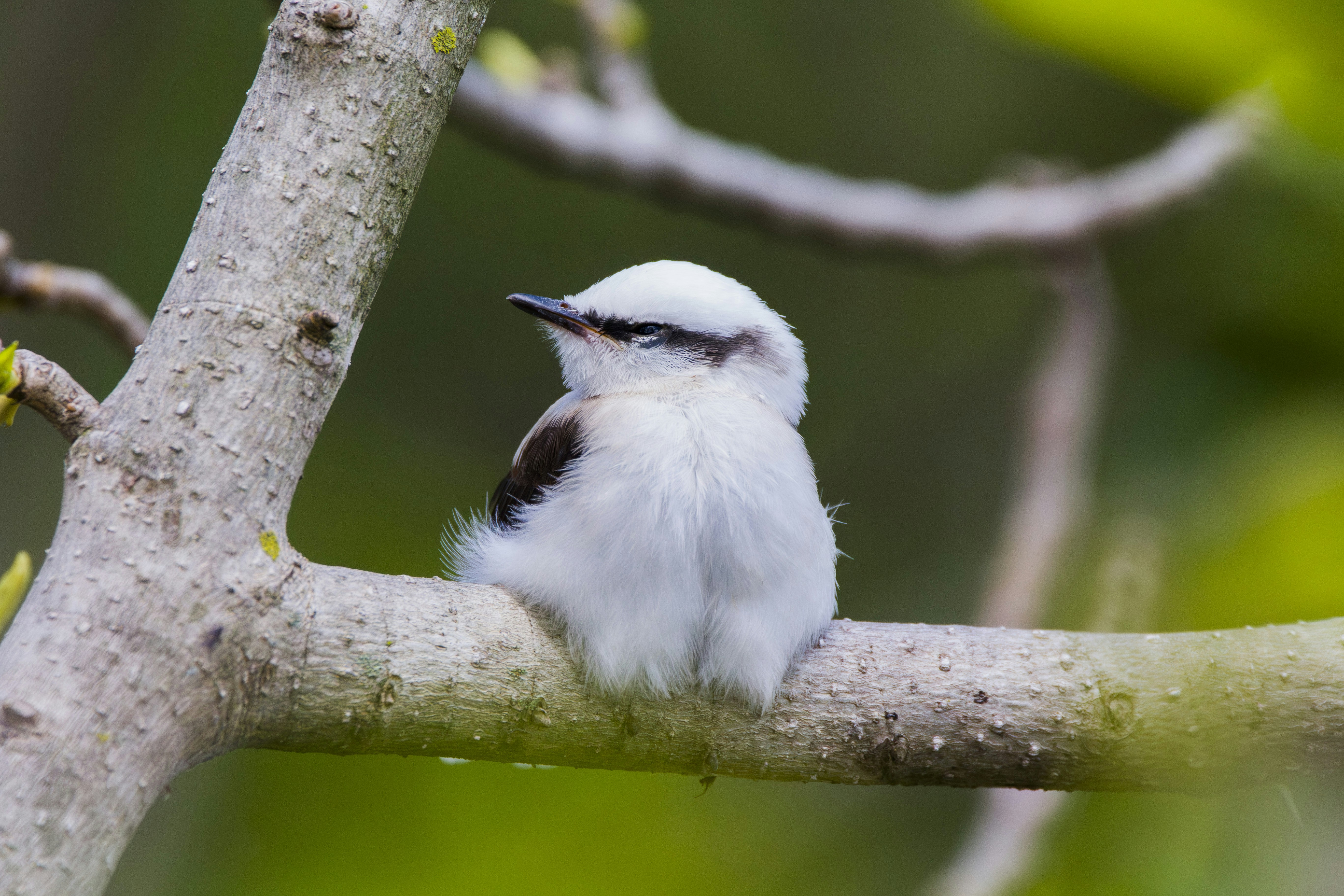 White-crested Kinglet Perched on a Branch