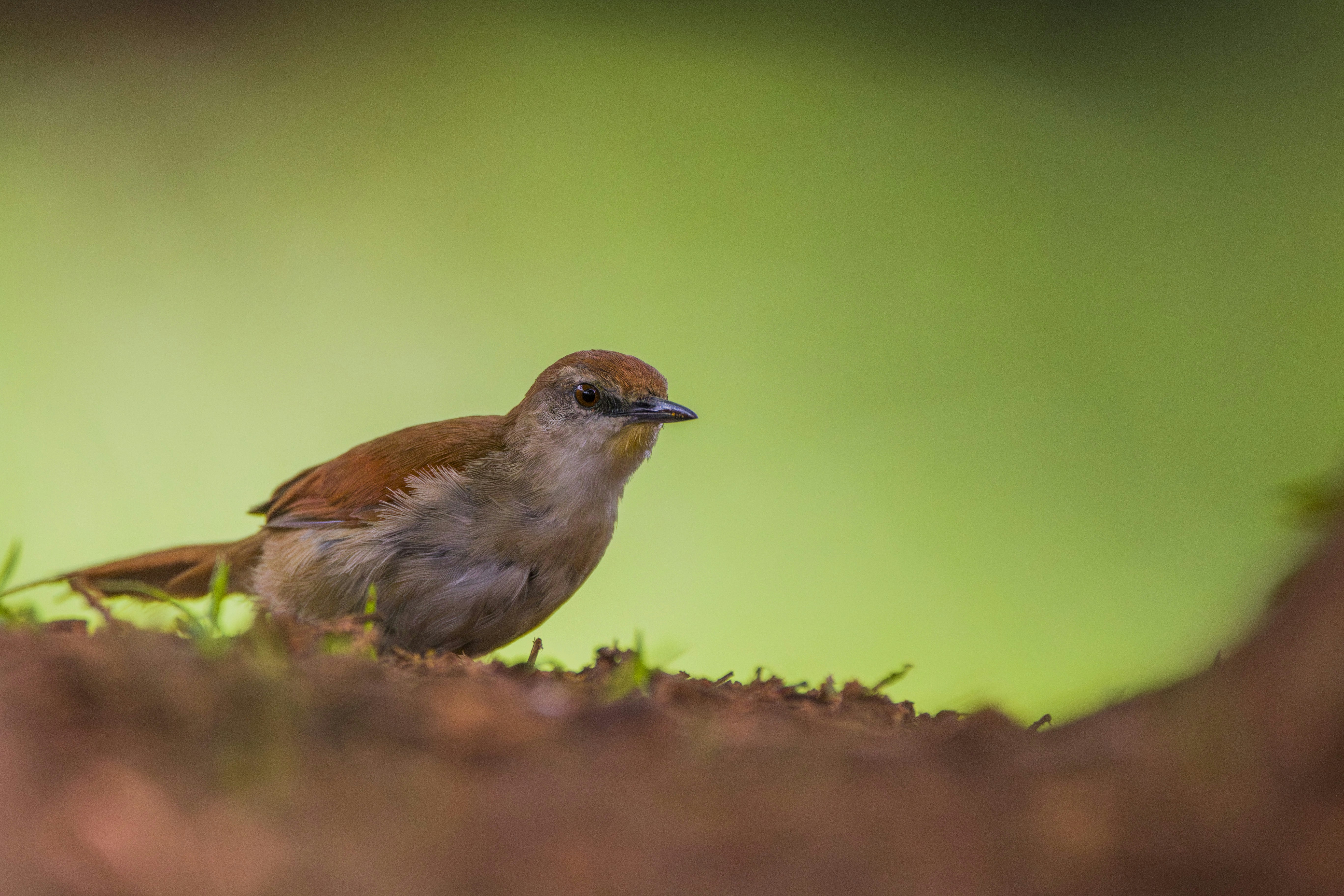 Ground-level View: A Perched Wren-like Bird Among Mossy Terrain