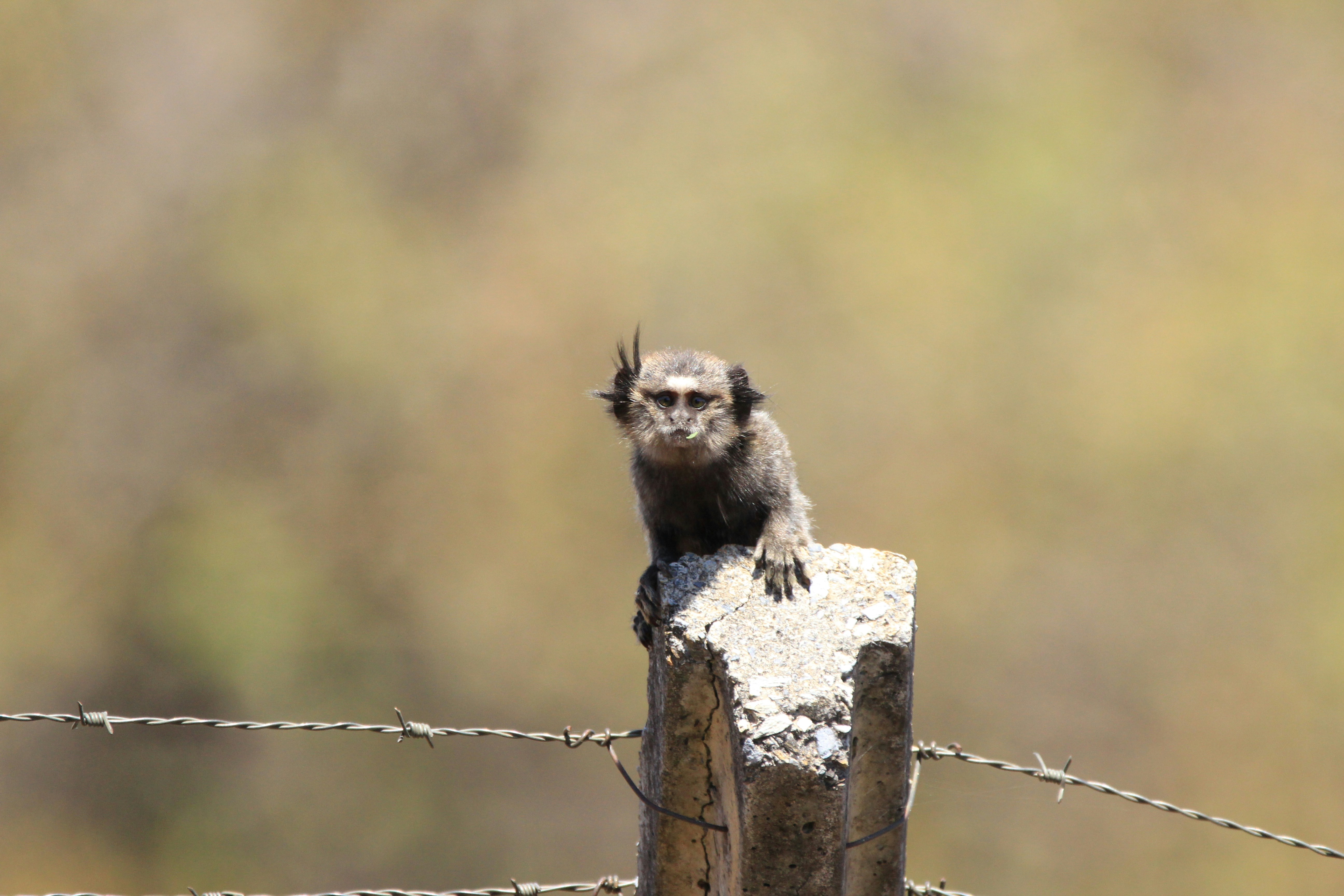 Barred Squirrel Perched on a Post Over a Barbed Wire Fence