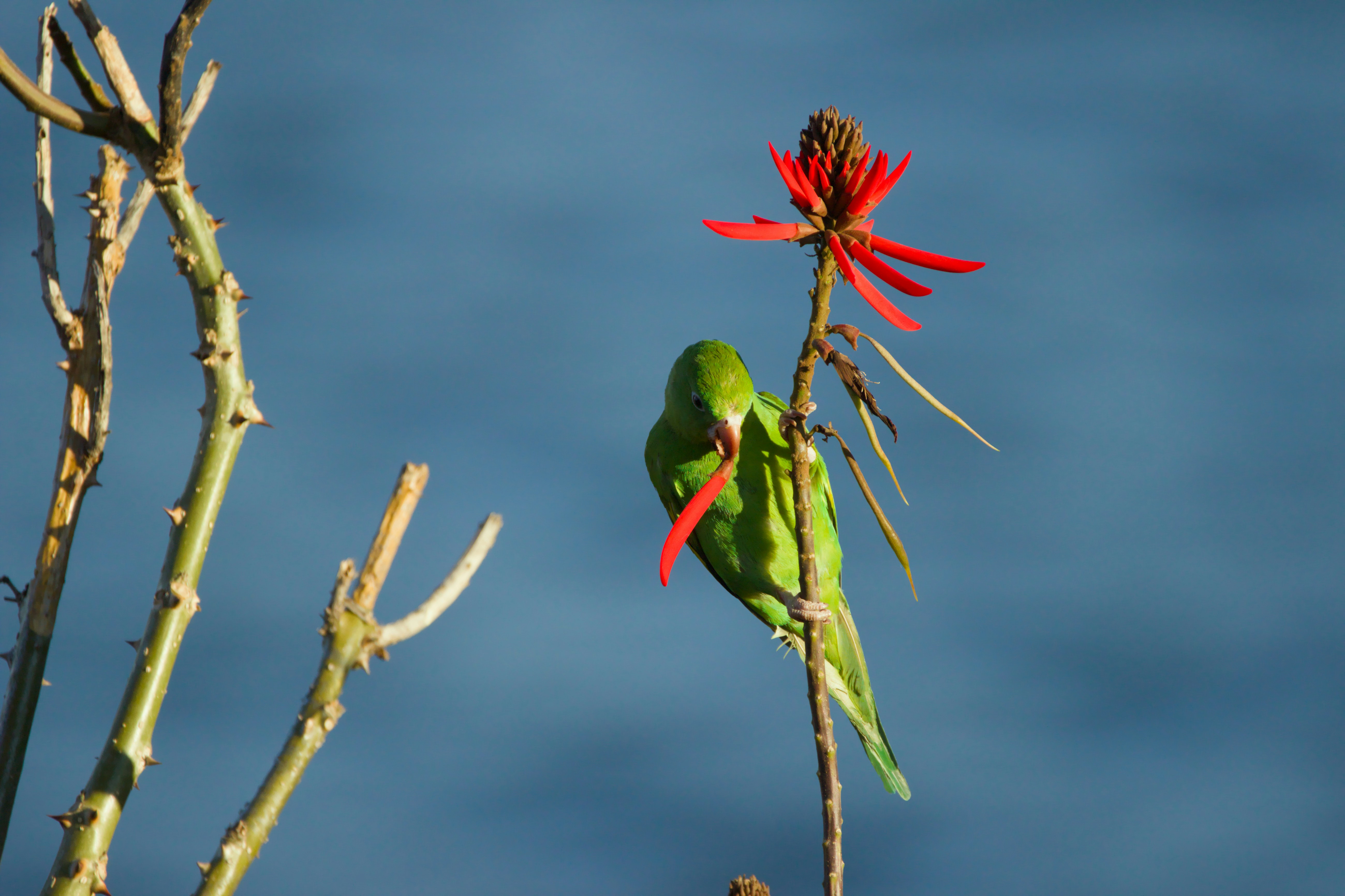 Scarlet Bloom Amid Quiet Blue
