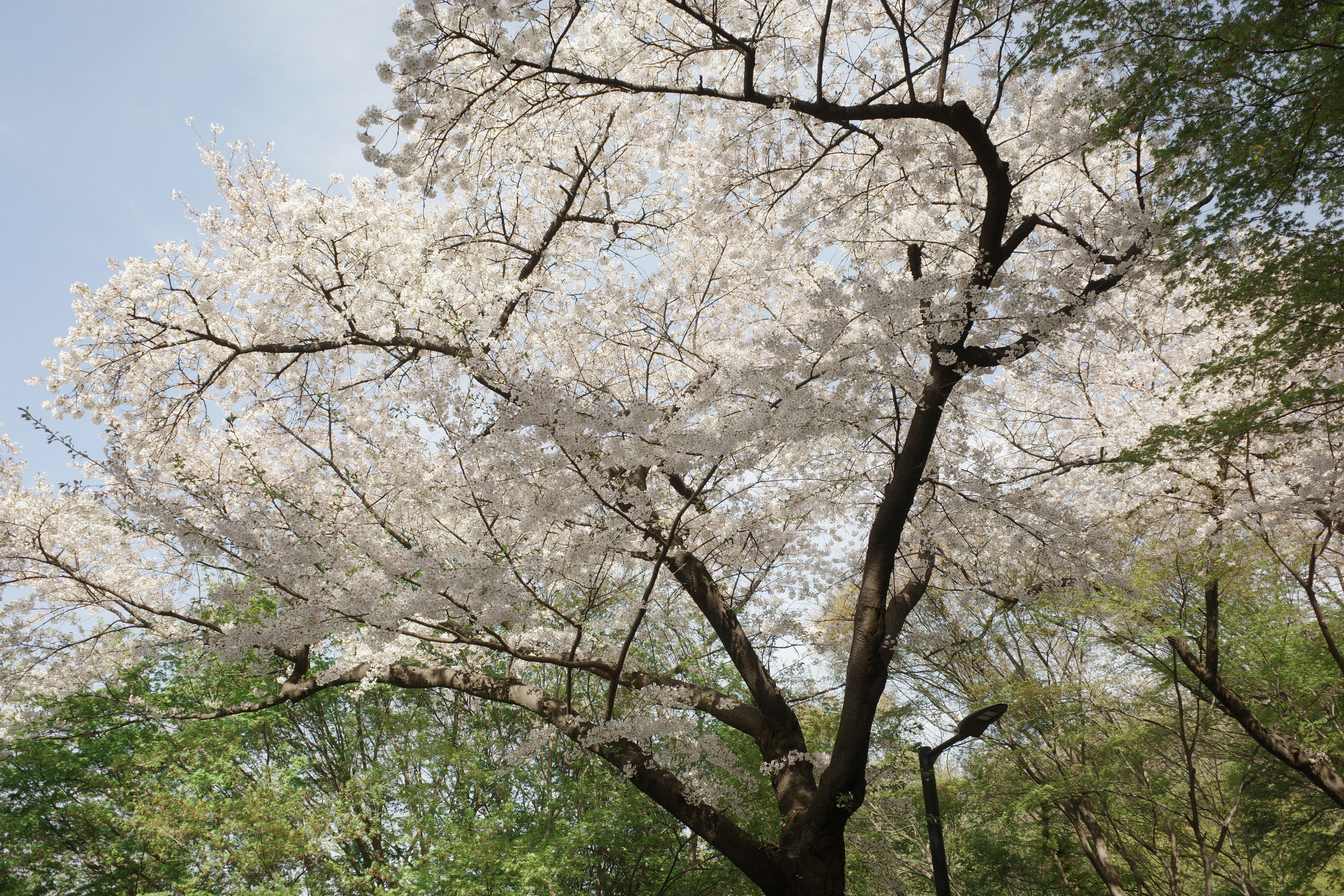 Blossoms Over a Park Pathway