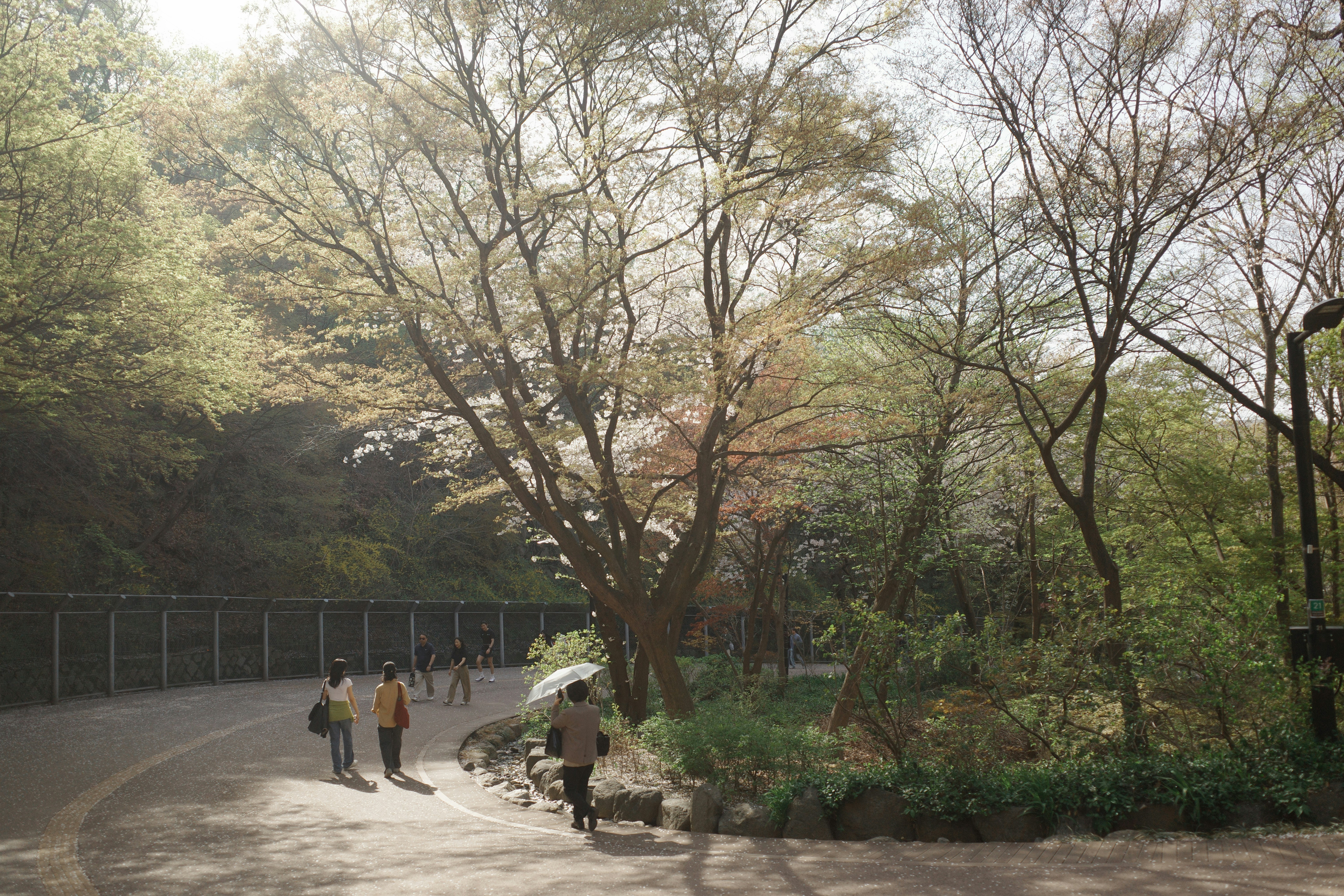 Sunlit Park Pathway: A Quiet Moment Under the Canopy