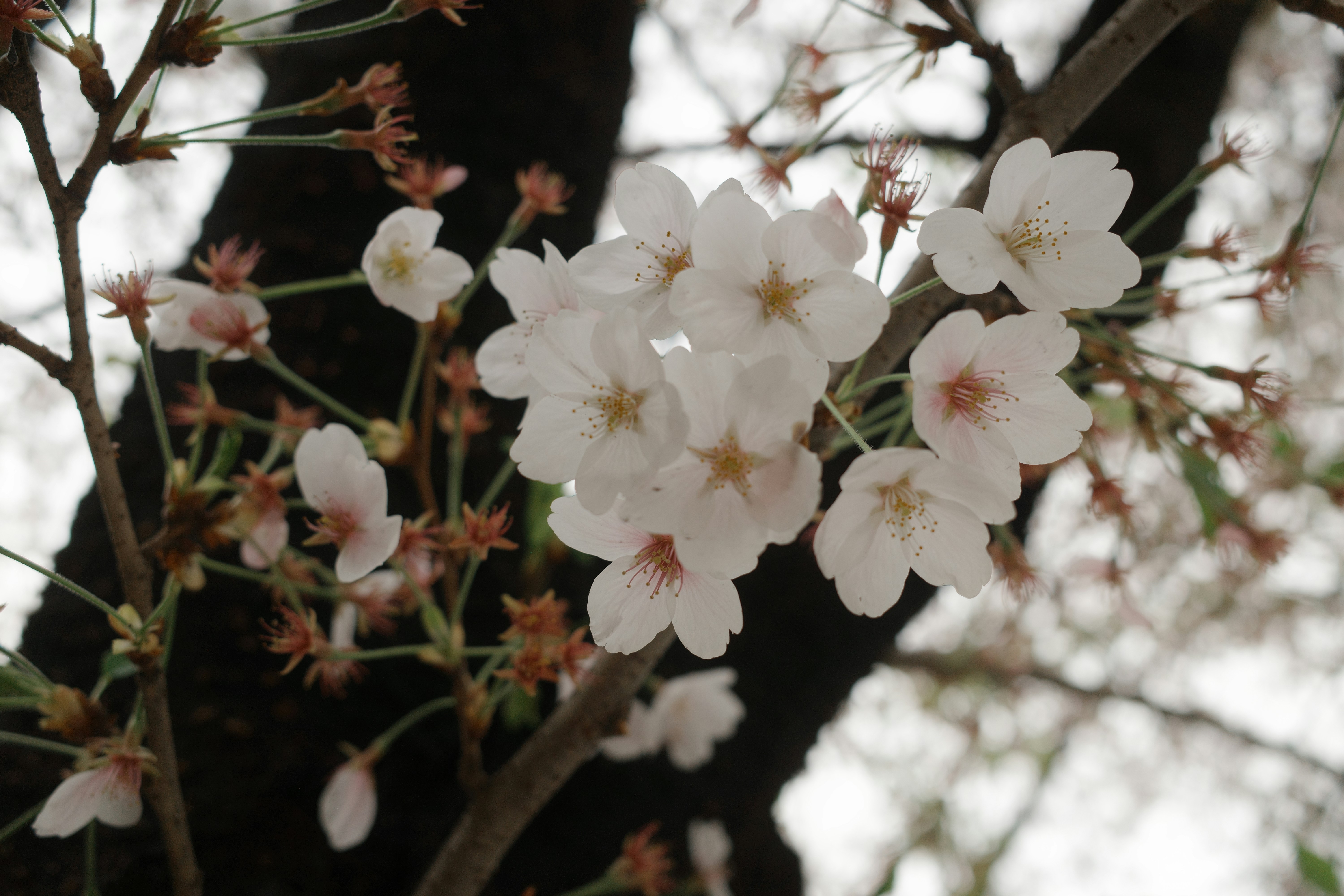 Petals on a Quiet Trunk: Sakura in Soft Focus