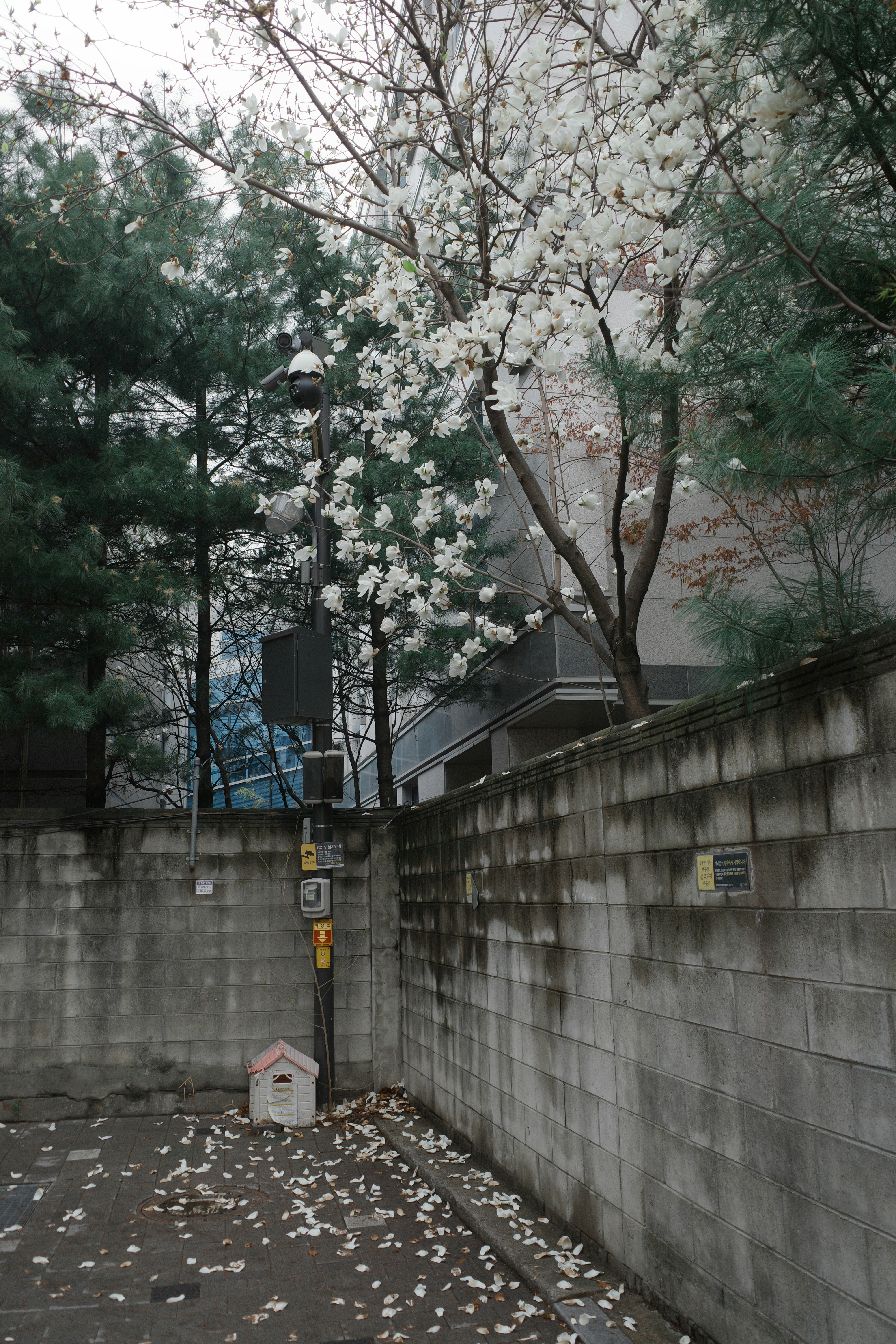 White Blossoms Over a Quiet Urban Wall