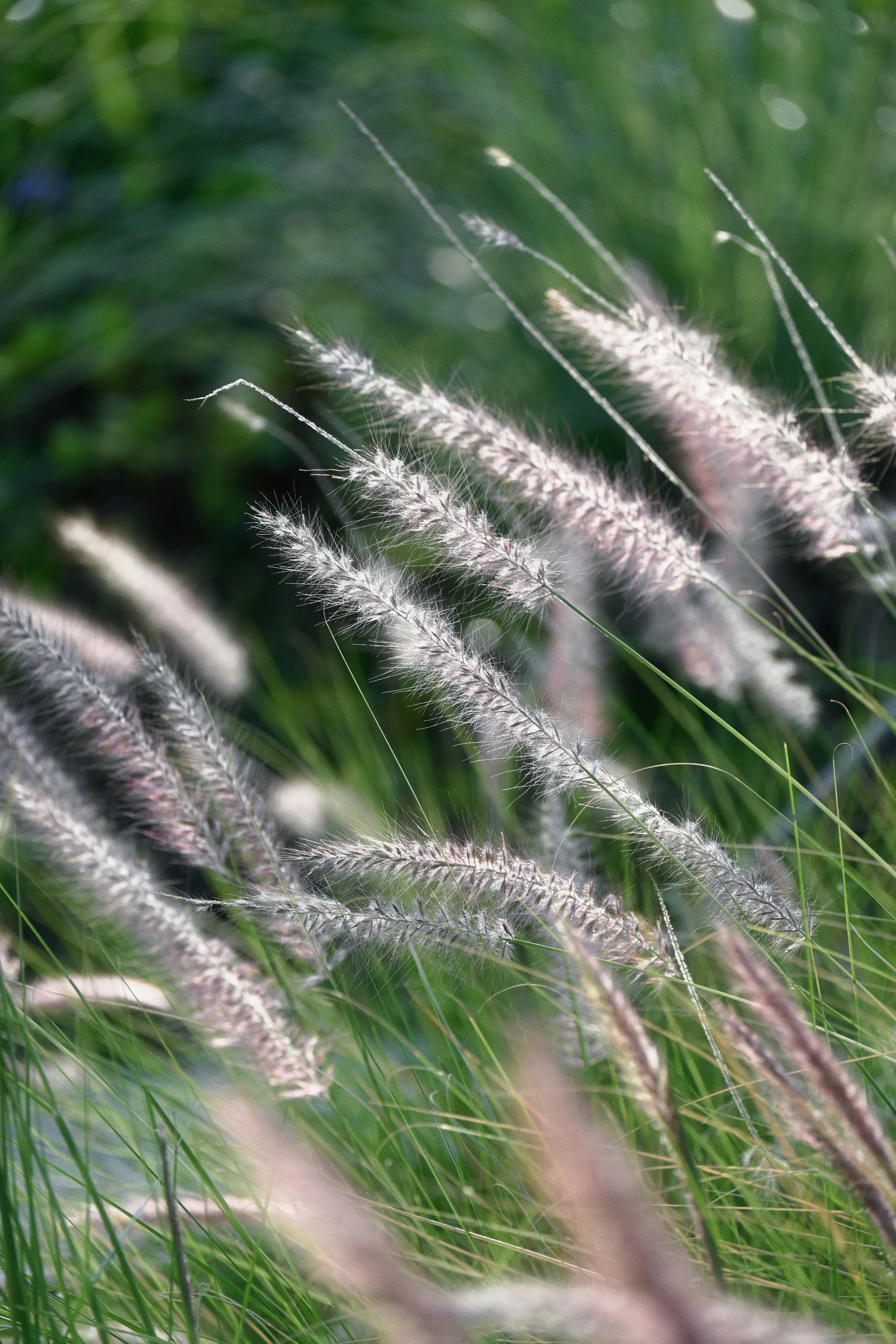 Soft Dawn in a Field of Blush-Tipped Reeds