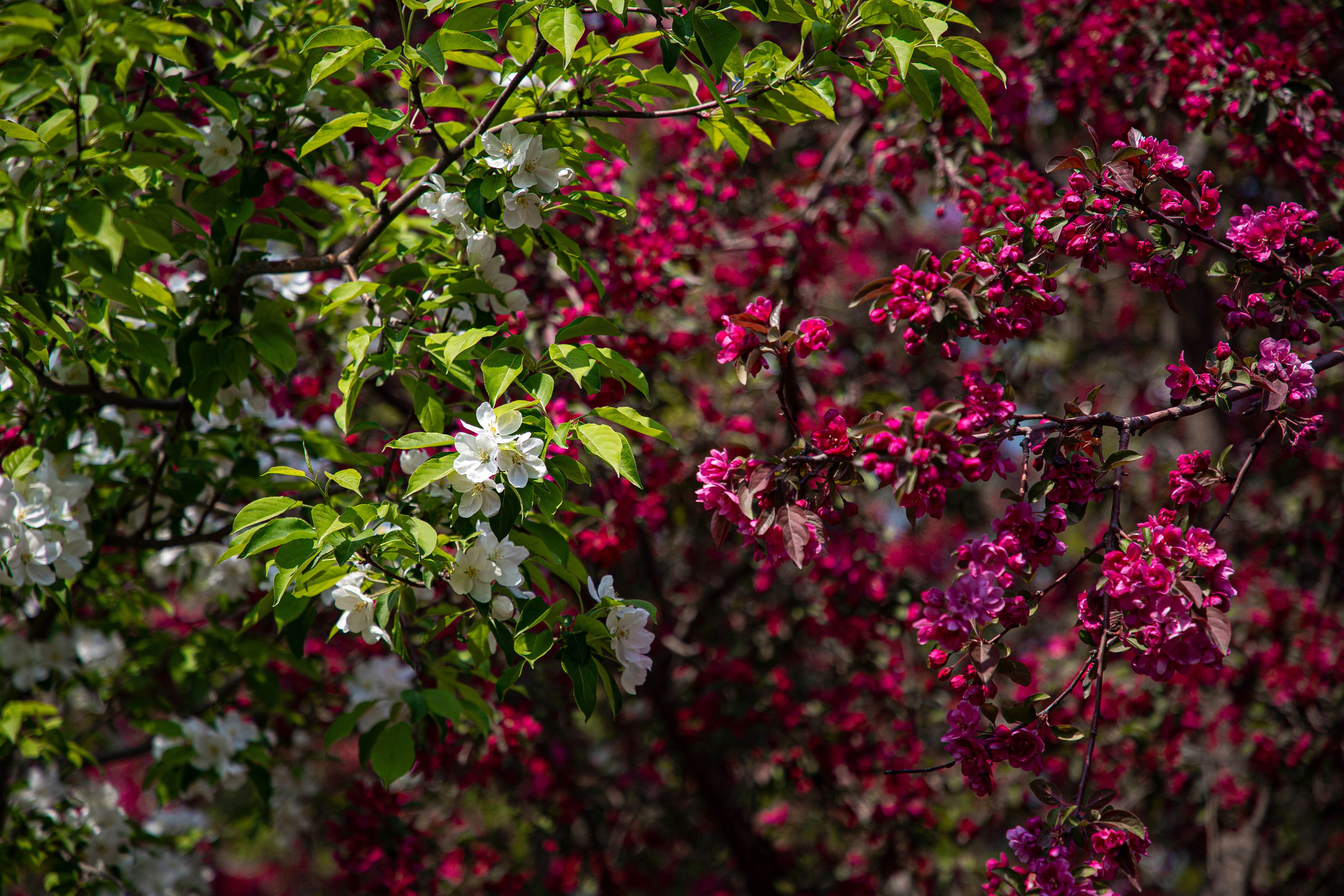 Blossoms in Moonlight: White and Magenta Spring Duo