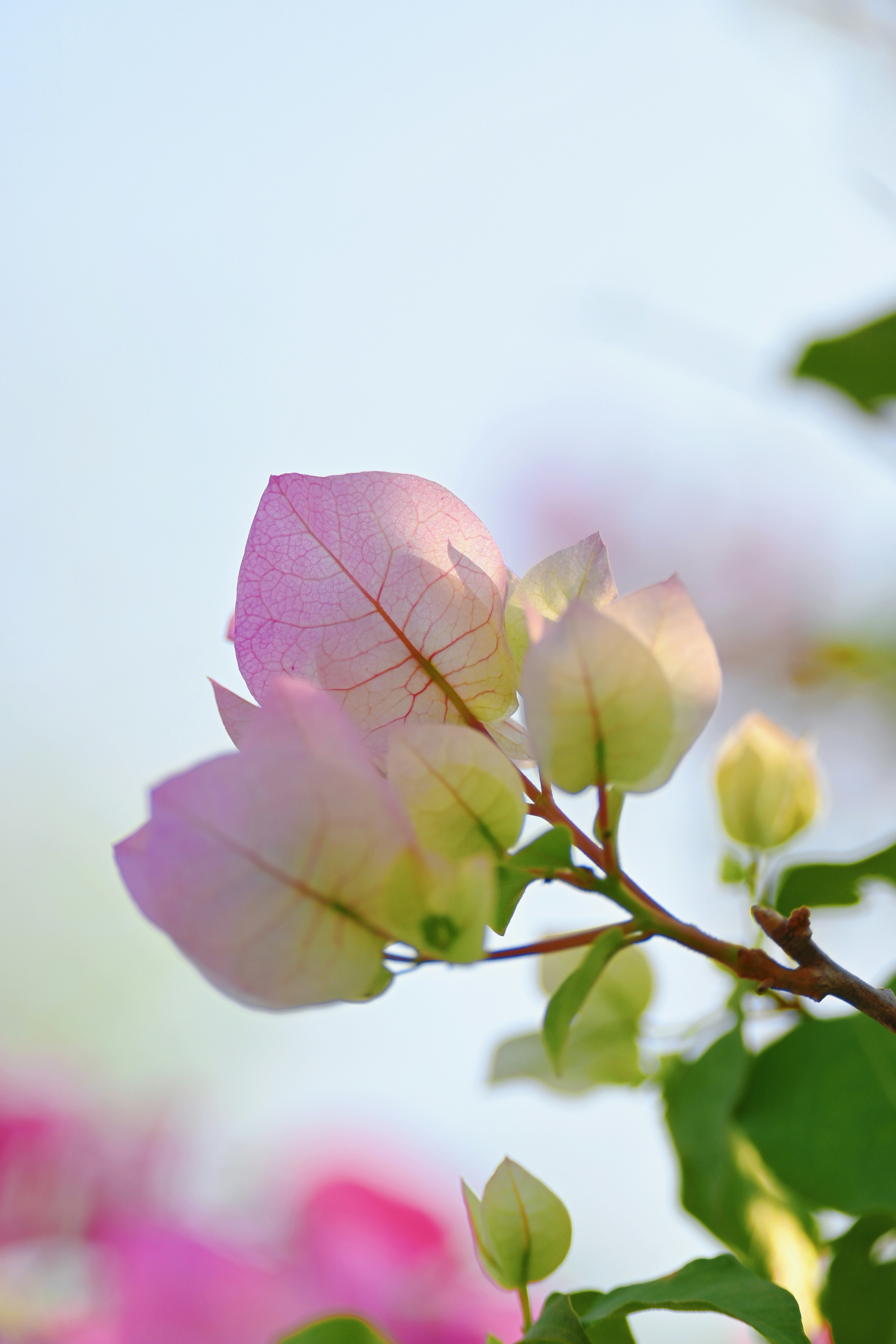 Pink-tinged petals in soft focus sunlight