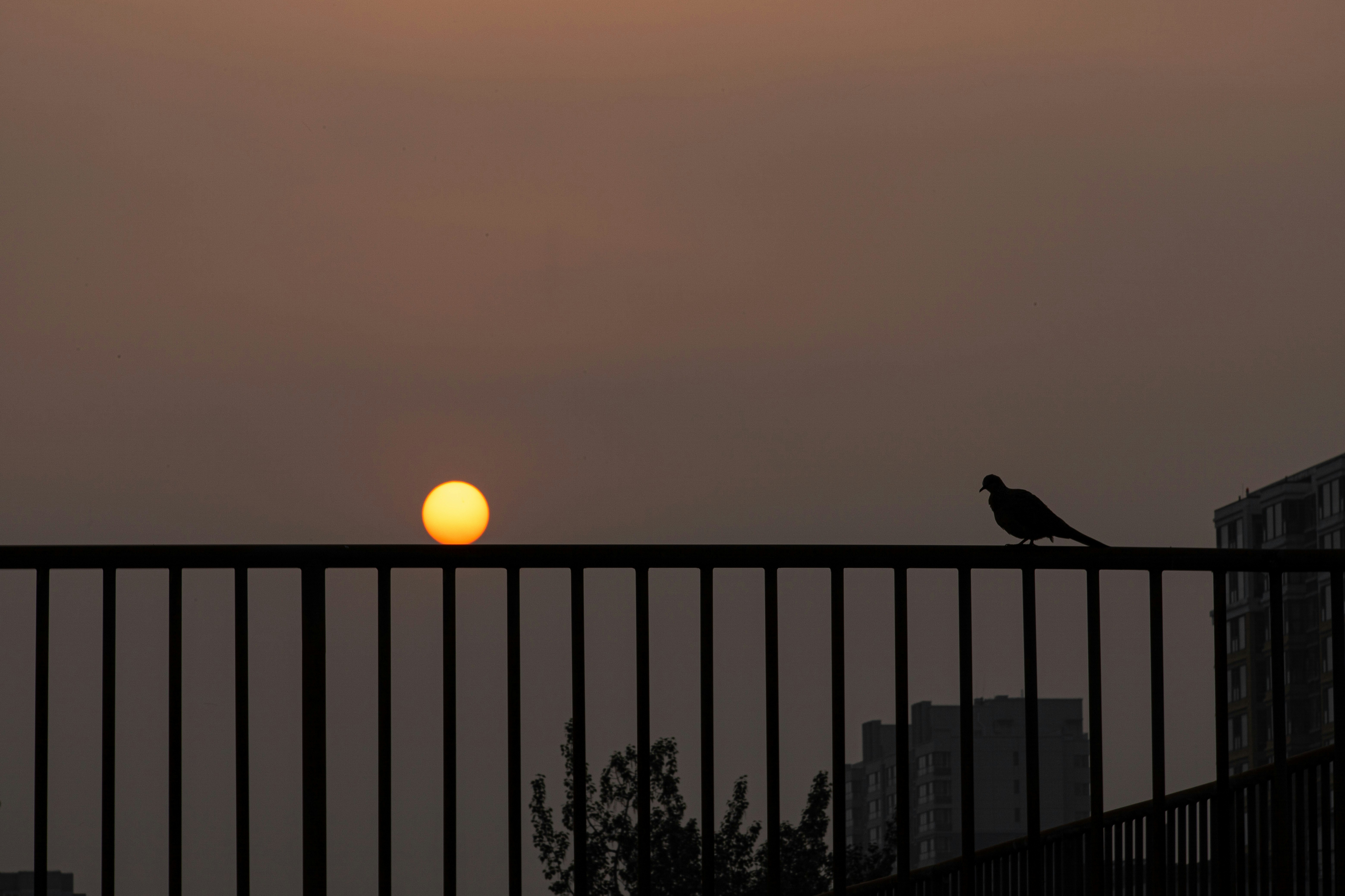 Rim of Sunset: A Silhouette Over the Rail
