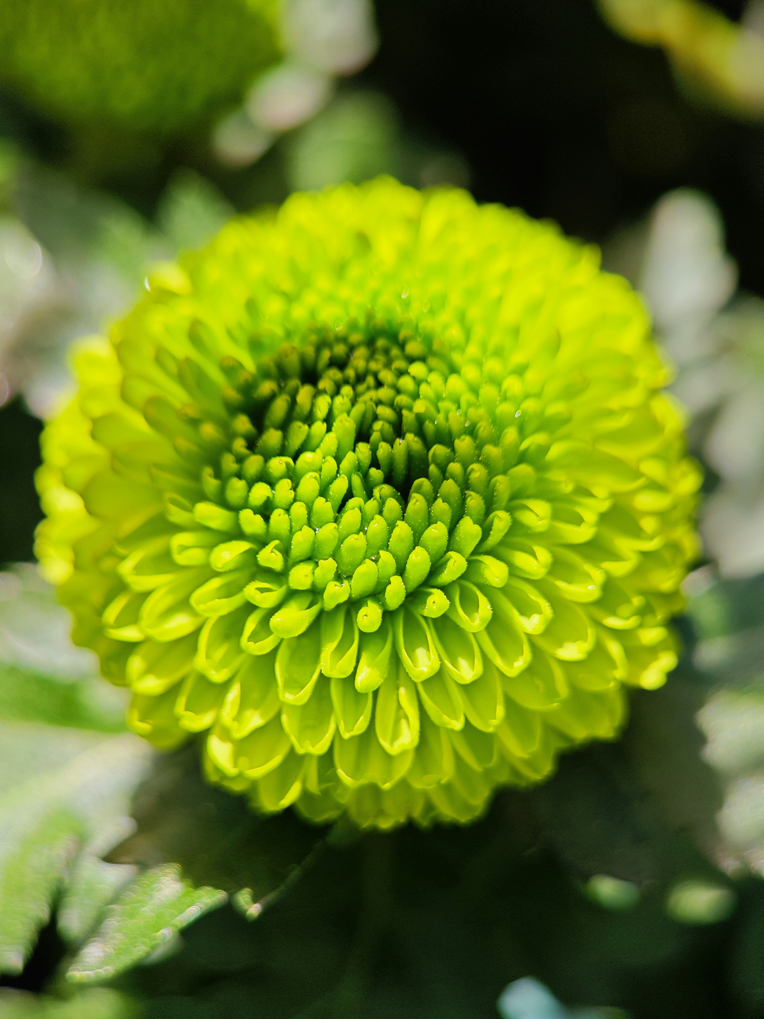 Emerald Bloom: a close-up of a lime-green chrysanthemum in soft morning light