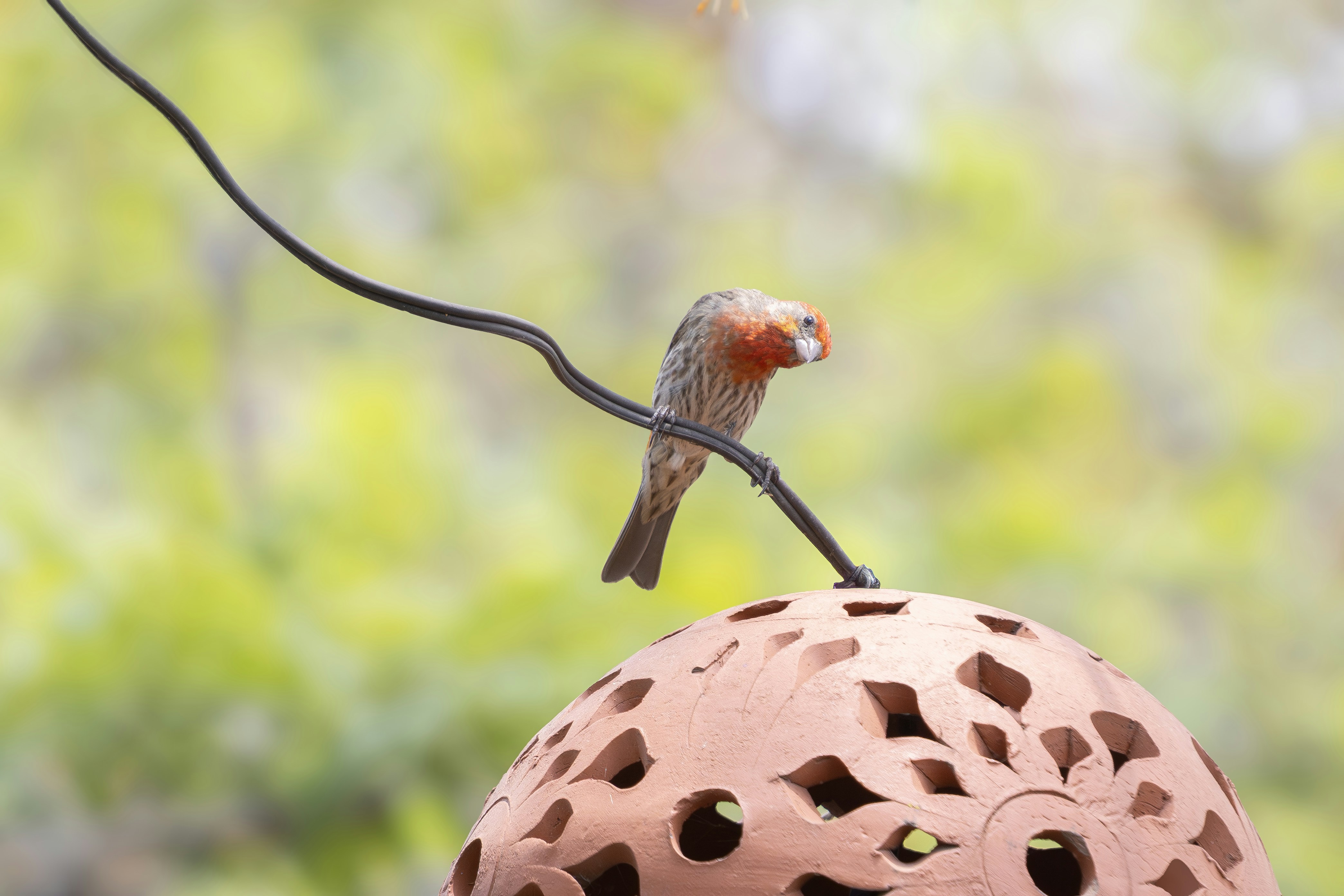 Hummingbird perched on a perforated clay orb against a sunlit blur
