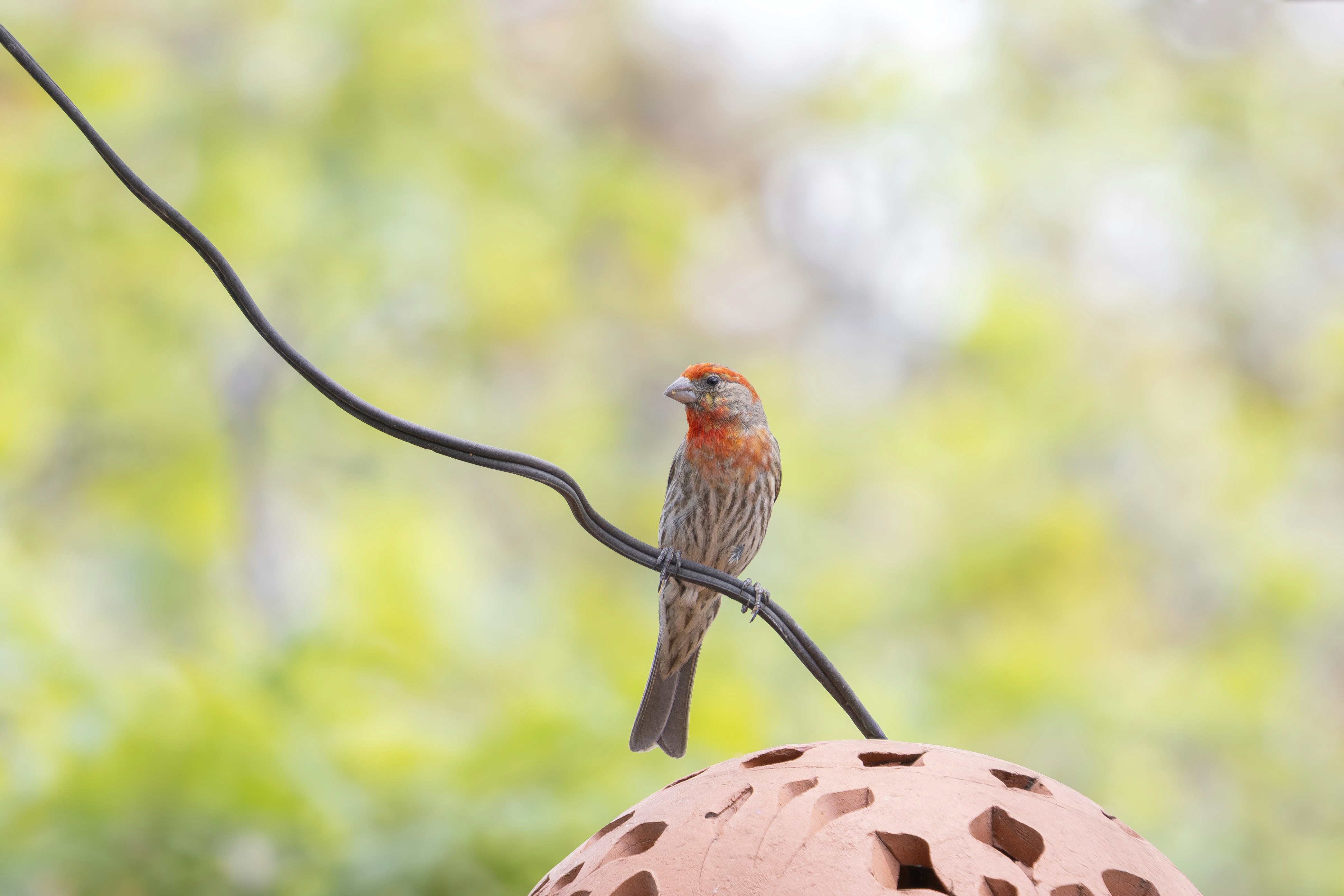 Scarlet-Backed Finch Perched on a Curving Wire Above a Terracotta Ornament
