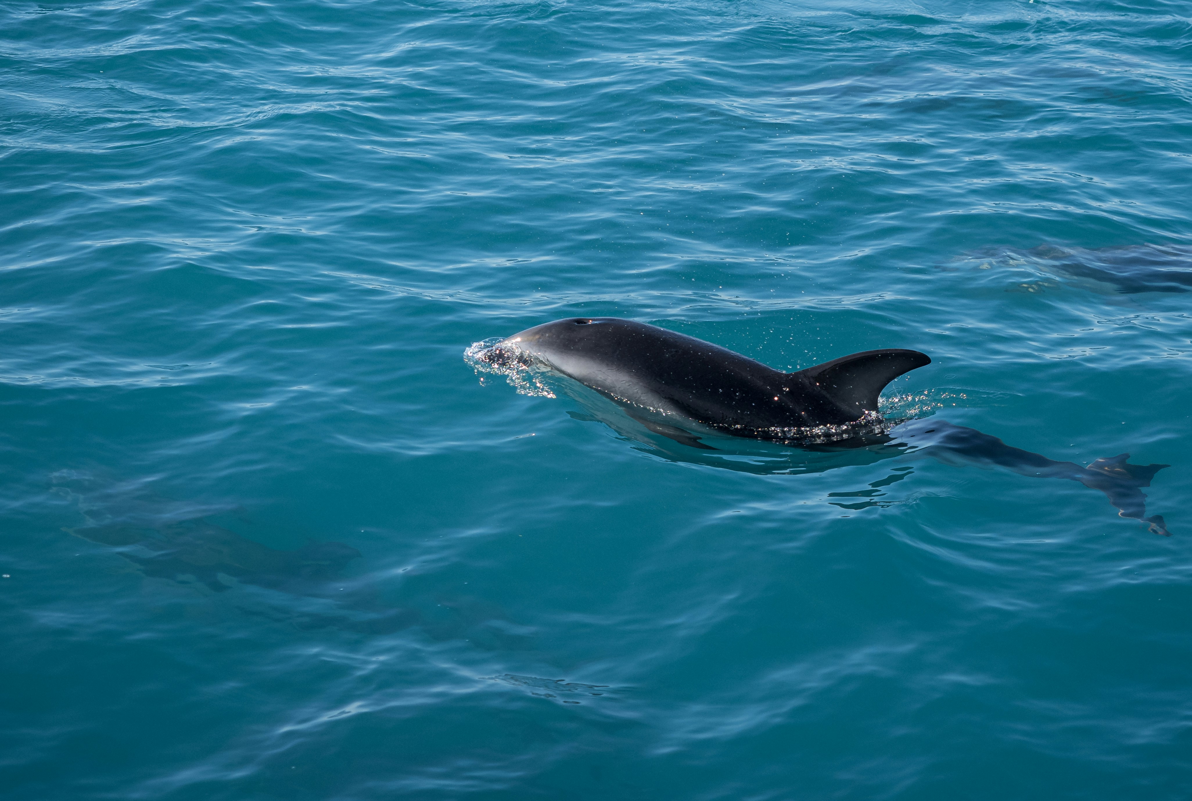 Gliding Dolphin Above Turquoise Silk