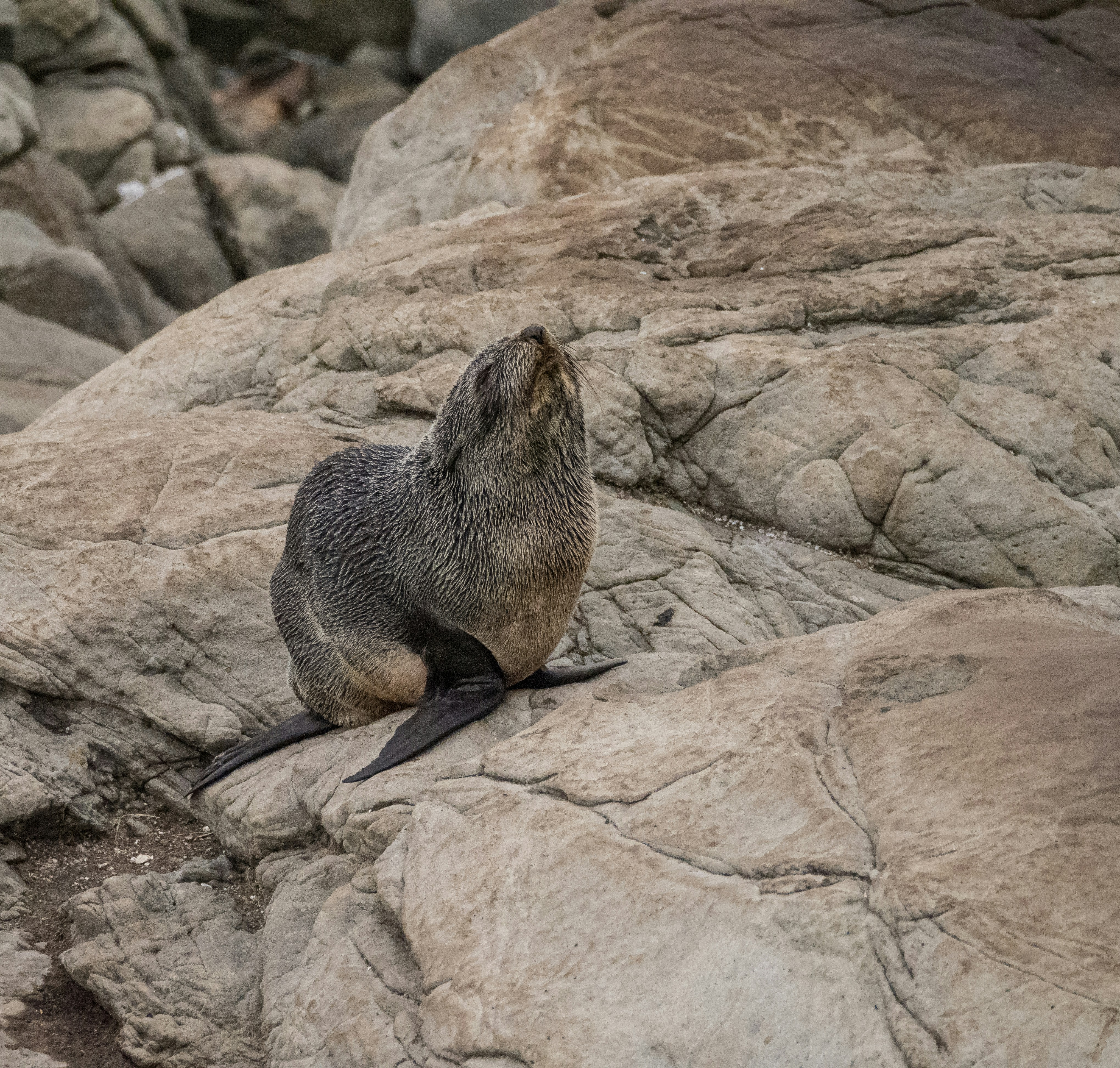 Seal on Weathered Granite: A Quiet Moment on the Shore