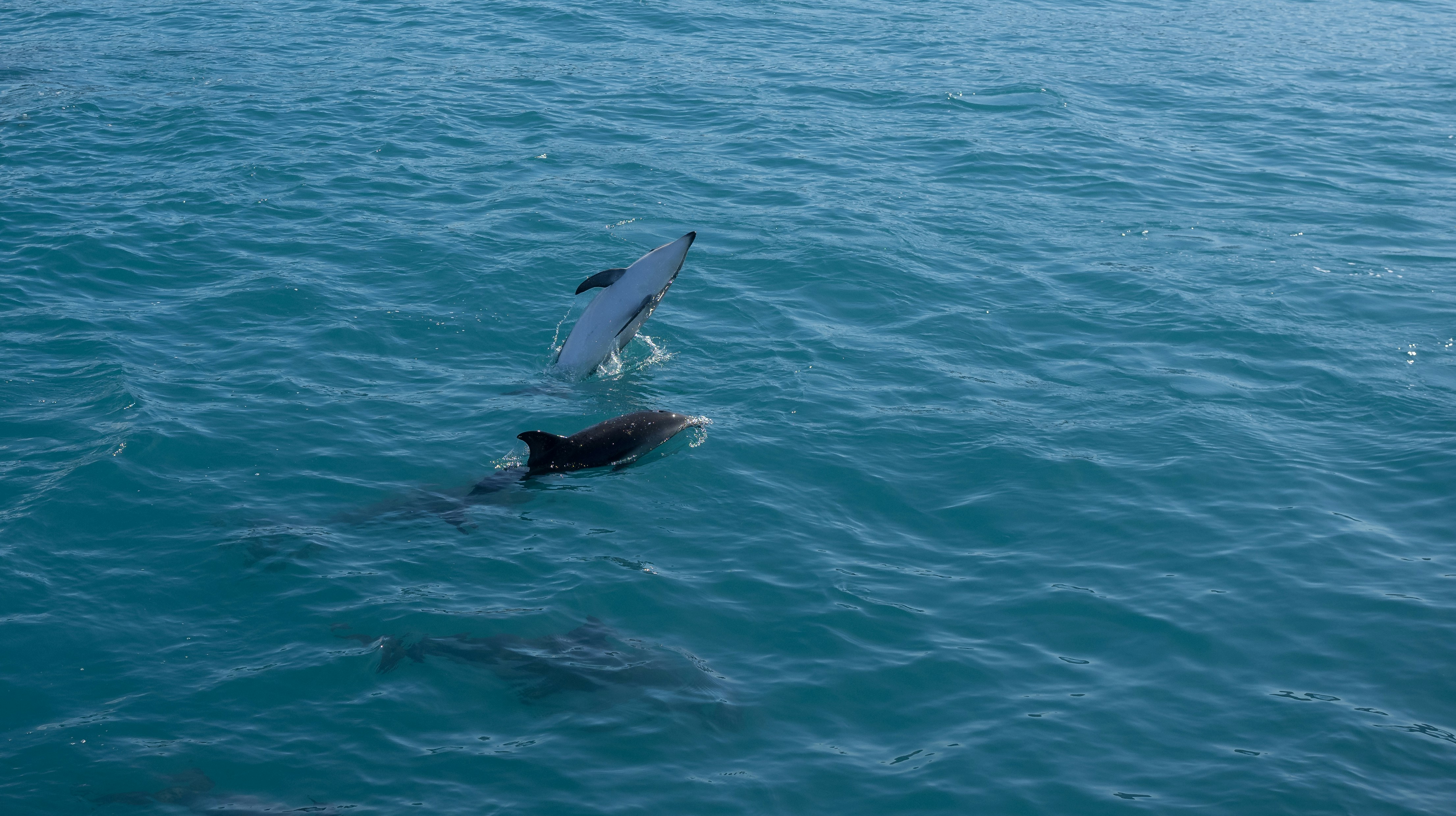 Dolphins at the Surface: A Quiet Ocean Moment