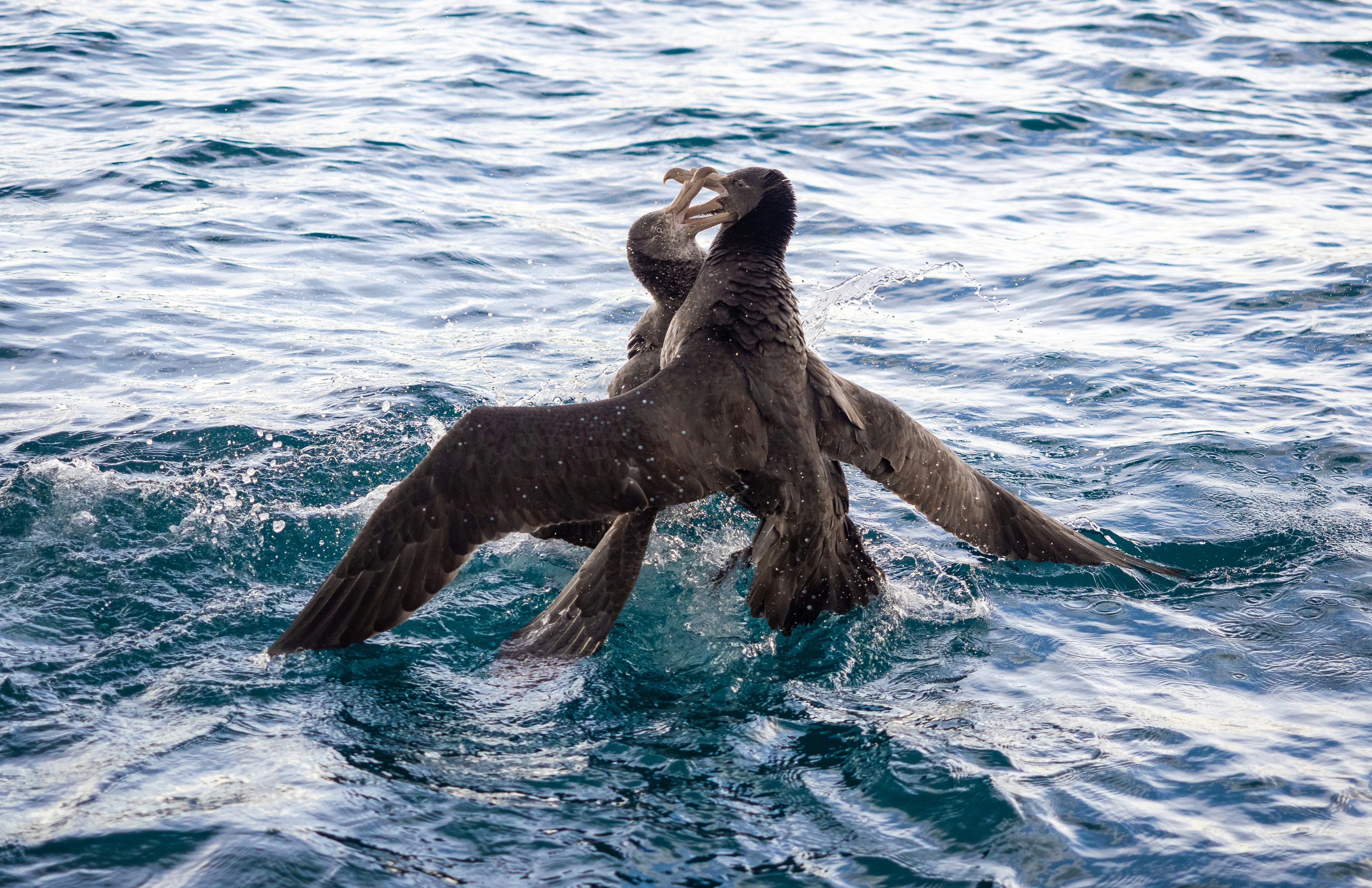 Mid-Splash Embrace: Ocean Pair Engaged in a Playful Struggle