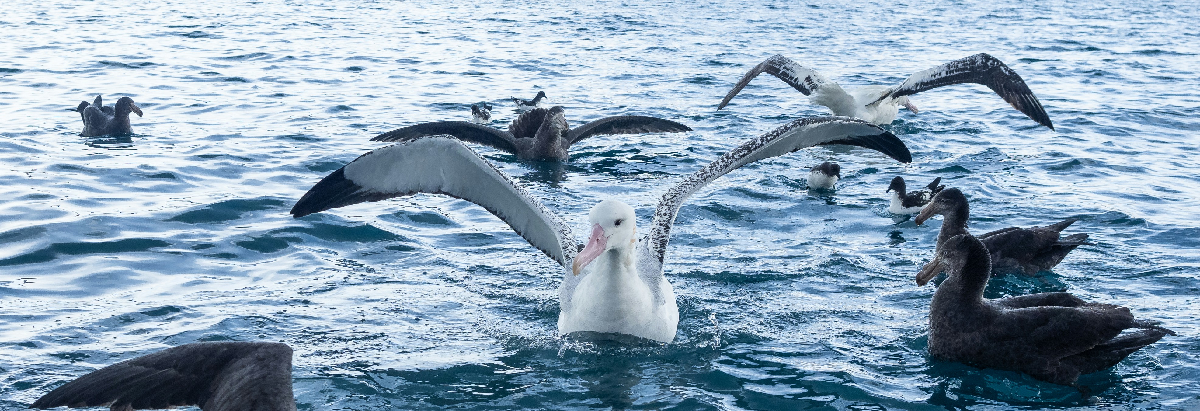 Winged Welcome: A White Gull's Mid-Air Display Among Neighbors
