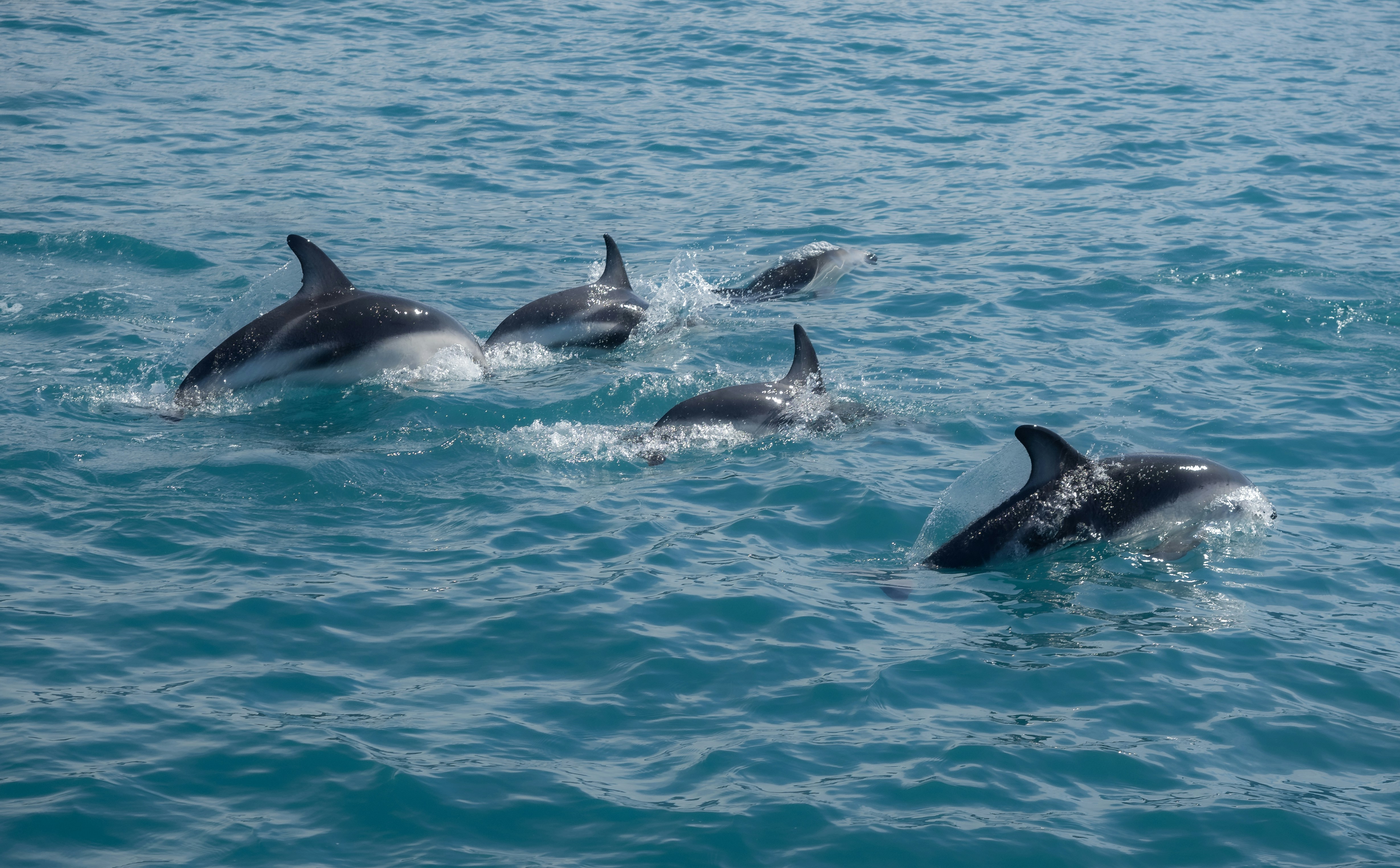 Dolphin Arc: A Wave of Synchronized Silhouettes
