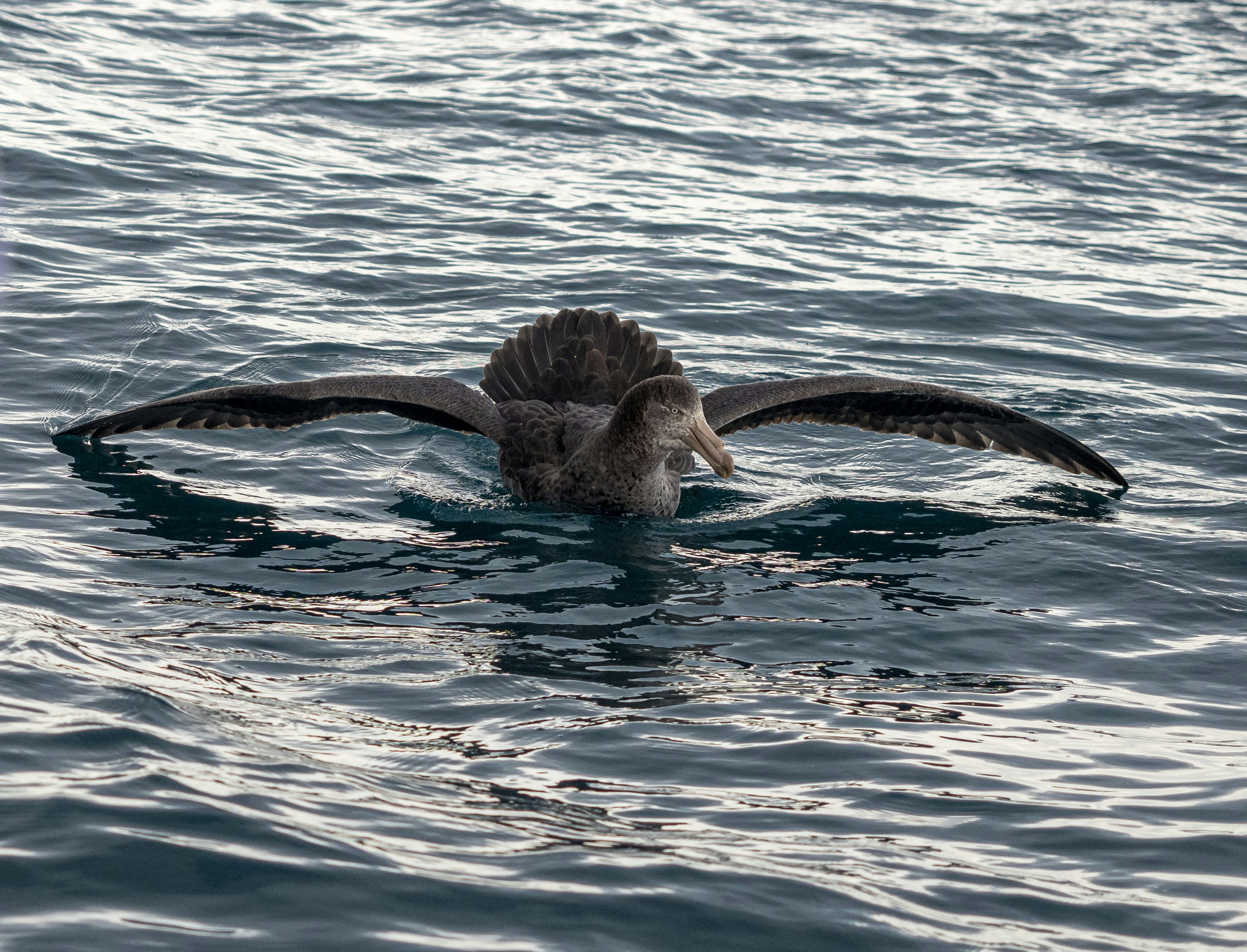 Winged Bloom Over Waves: A Sea Gull at Restless Surface