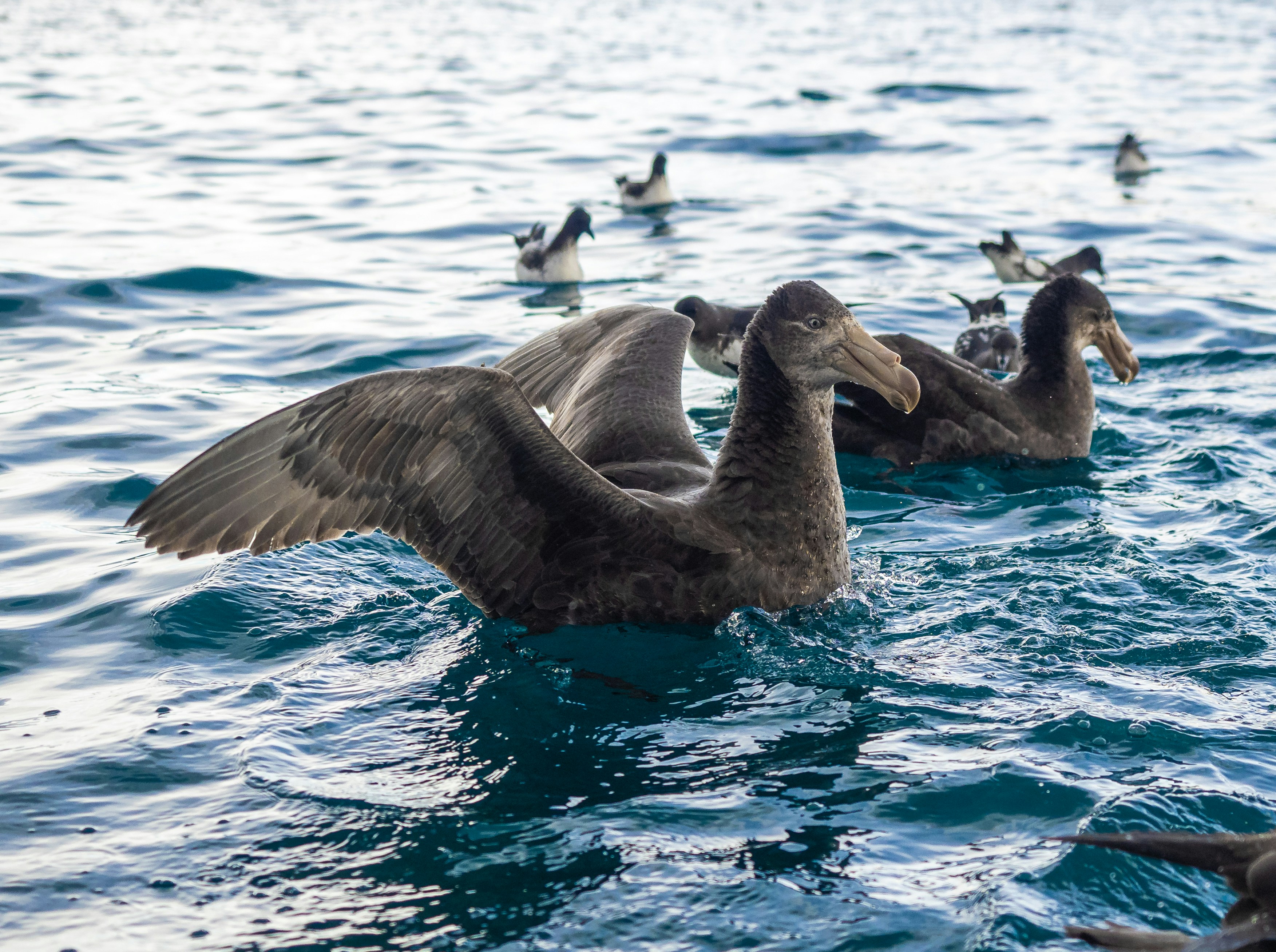 Winged Gathering: Ducks in a Coastal Wake
