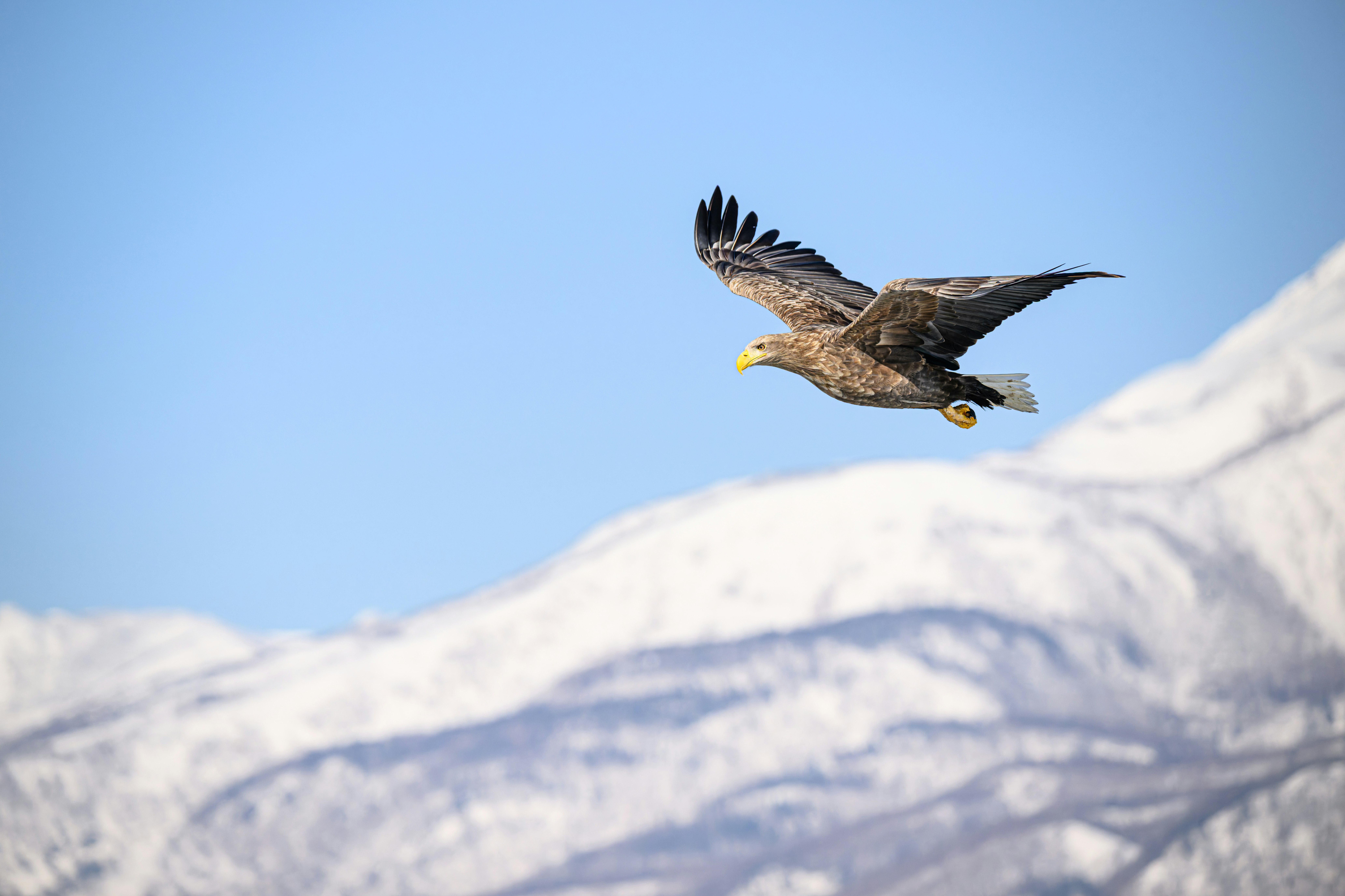 Soaring above Alpine White: A lone hawk against a snowy ridge