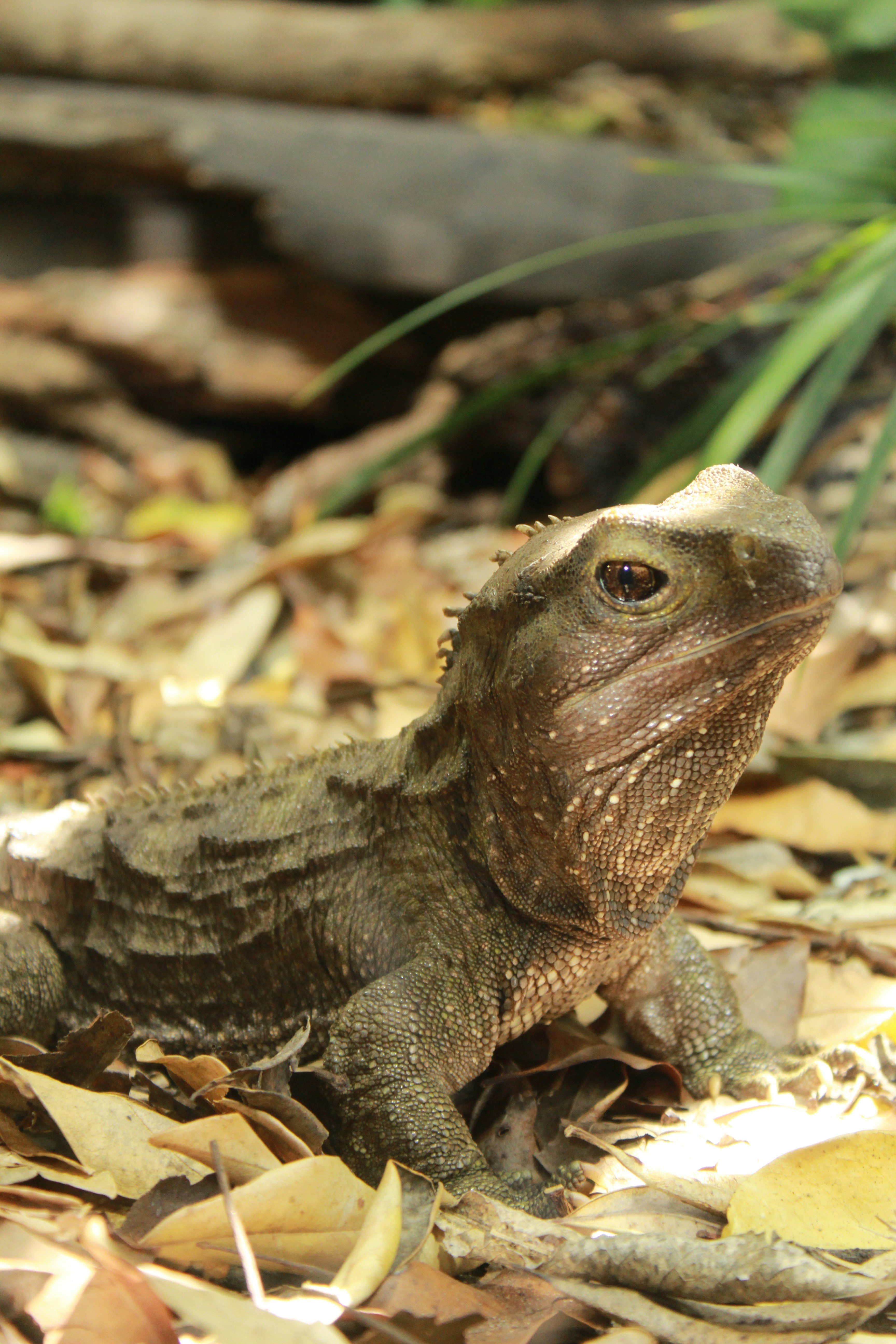 Sunlit Sturdy Watcher: A Frilled Dragon Amid Fallen Leaves