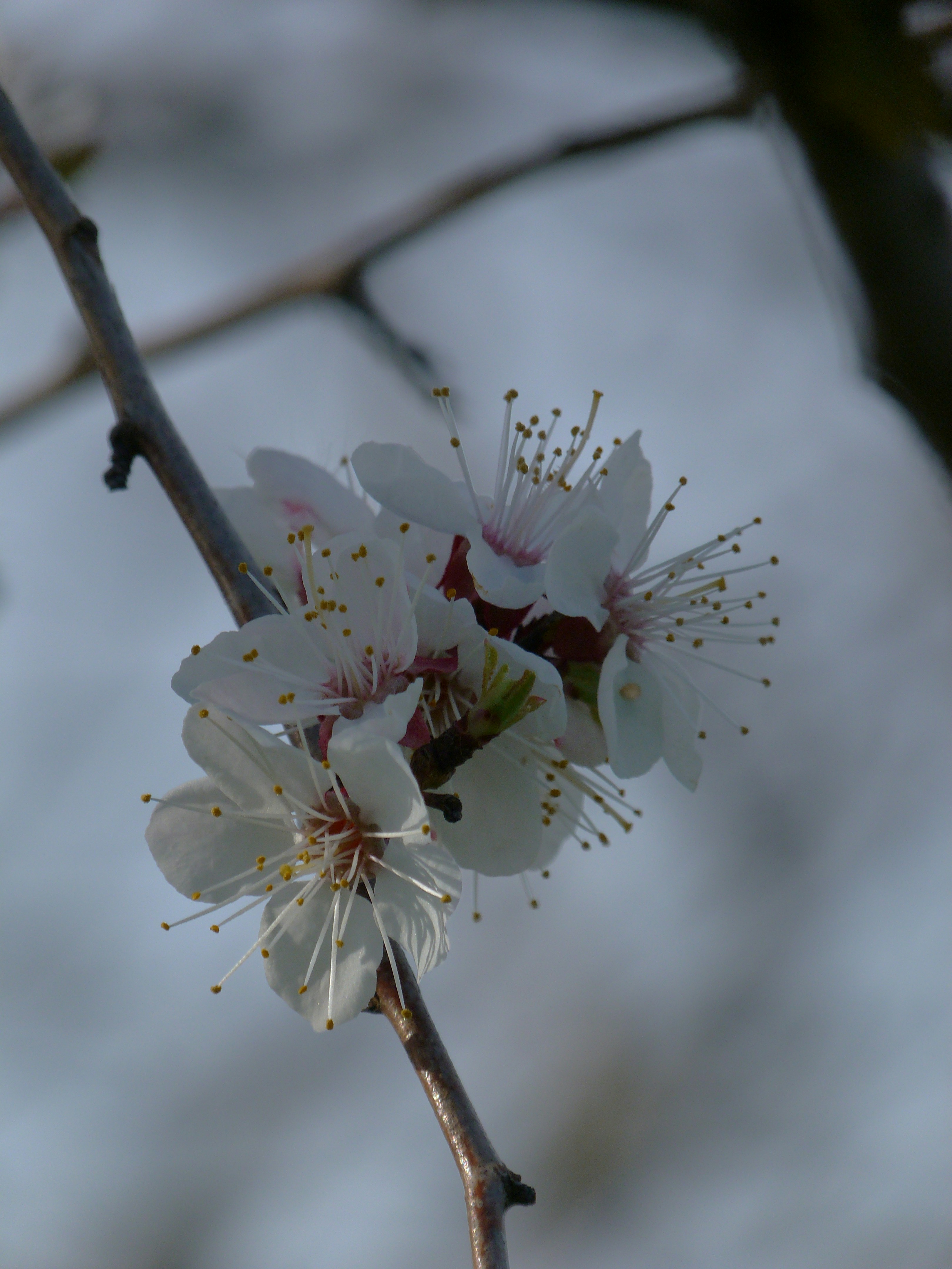 Blossoms on a Bare Branch: Quiet Spring Close-Up
