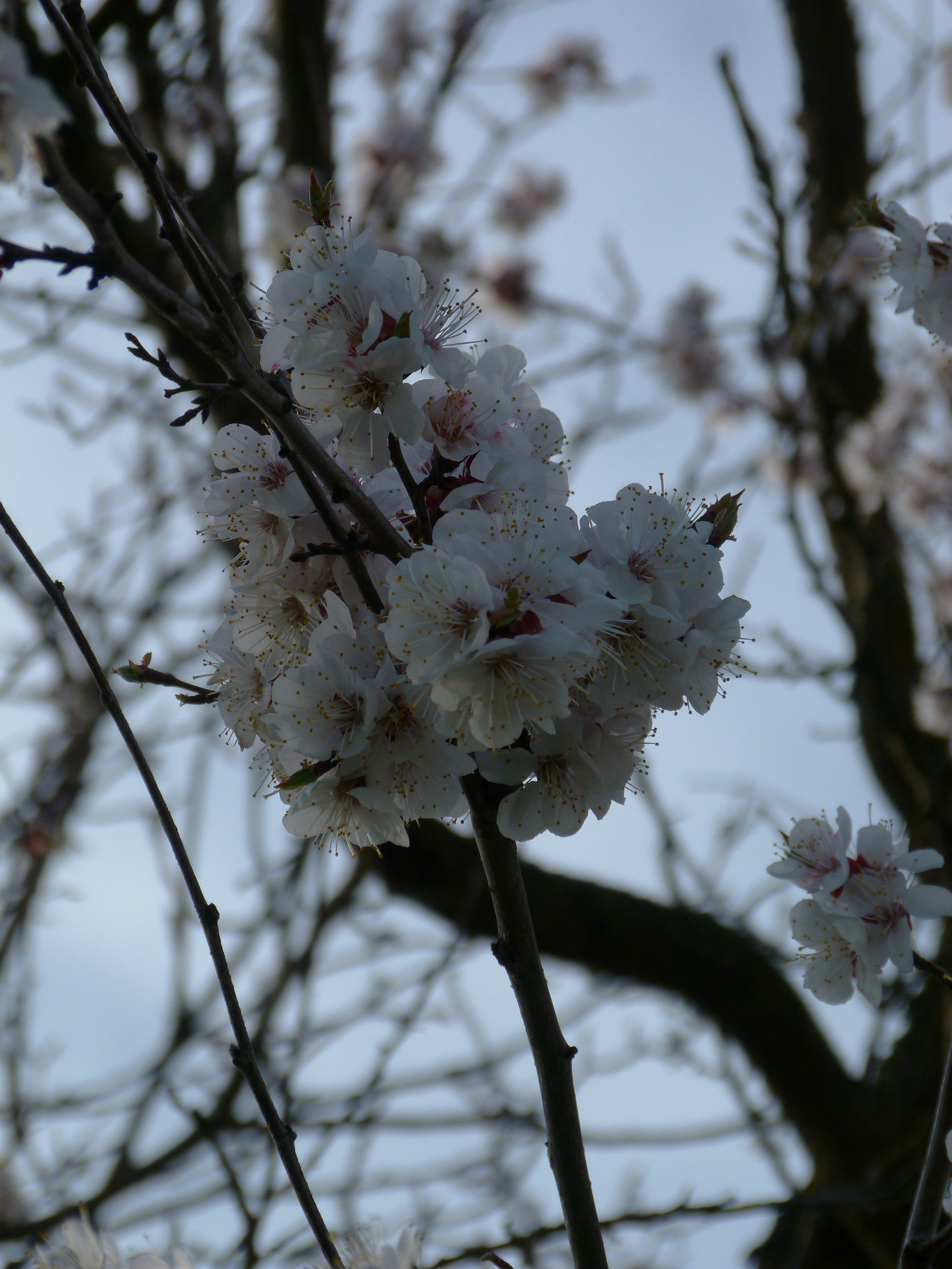 Blossoms in Focus: A Cluster of White Sakura Against a Gnarled Winter Silhouette