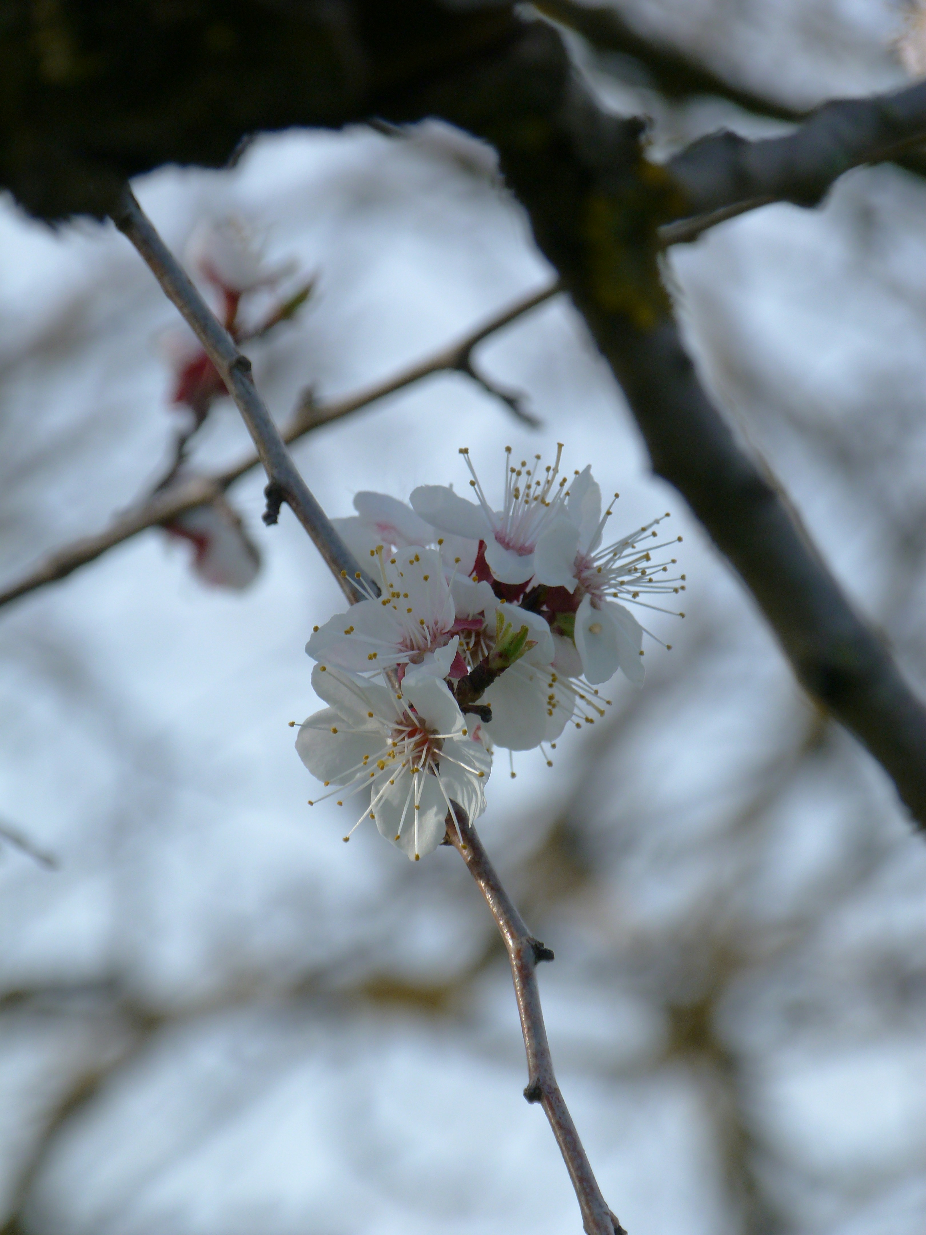 White blossom cluster at the heart of a slender branch