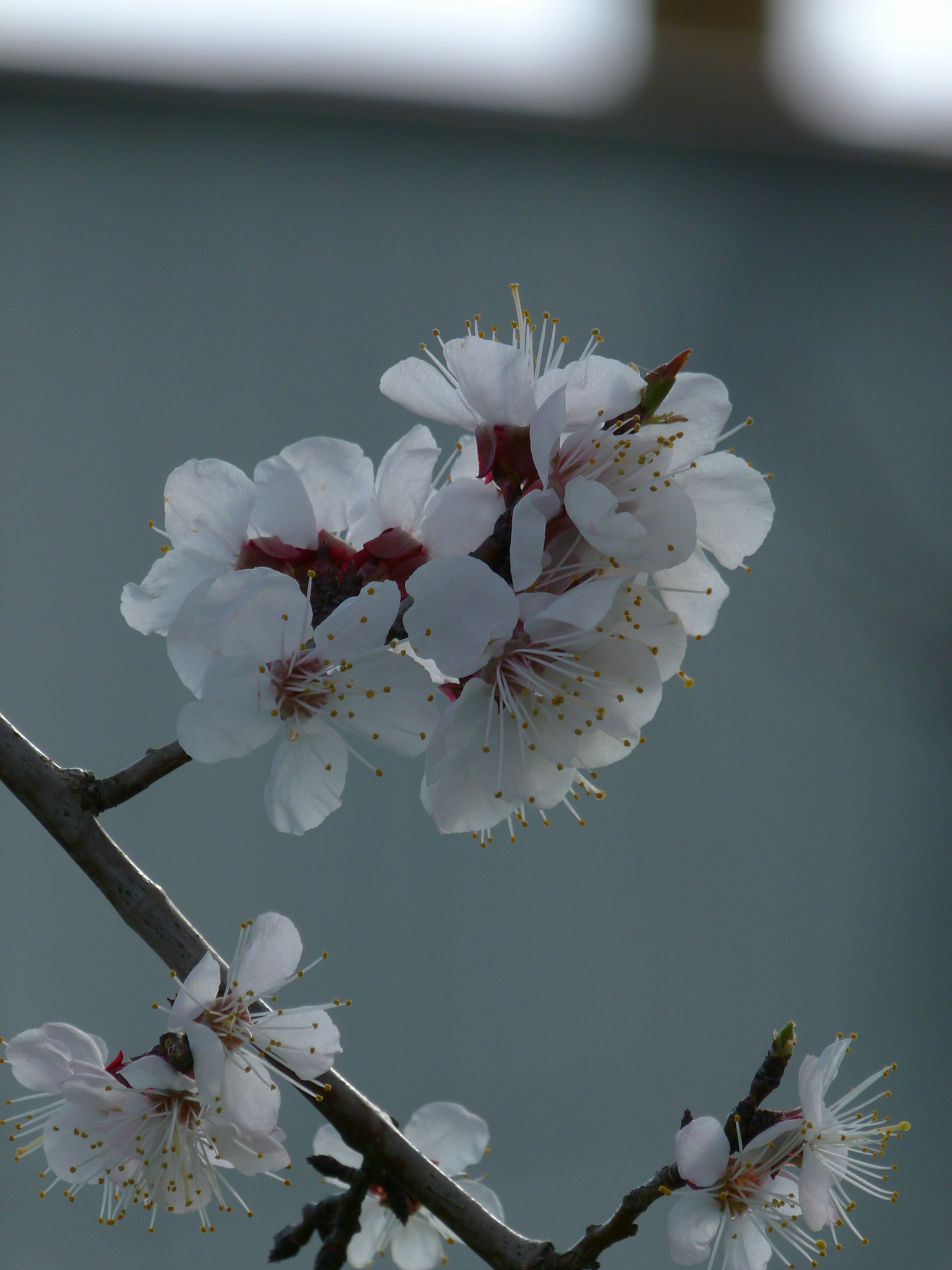  blossoms on a slender branch reach toward the soft background