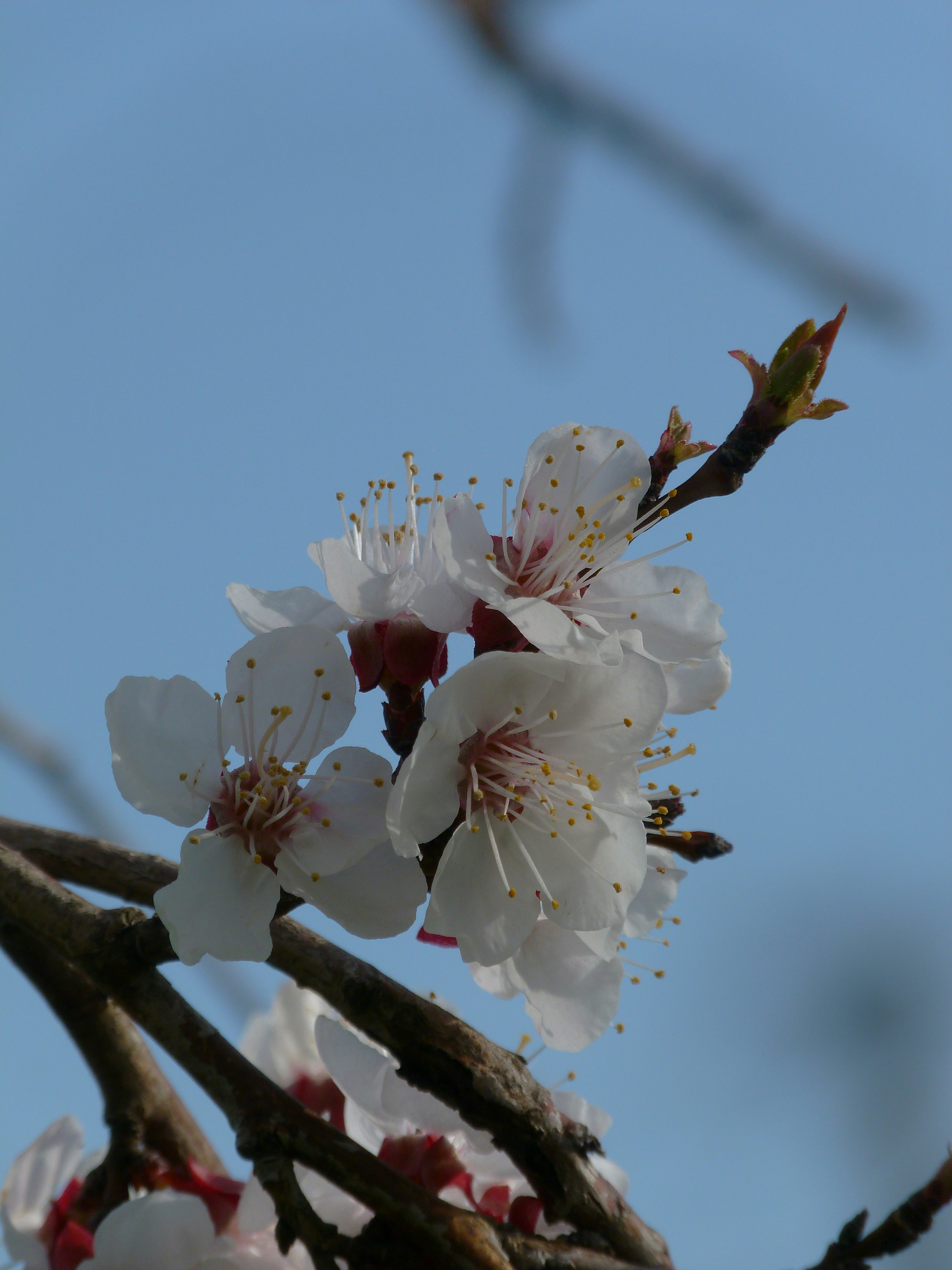 Blossoms in Focus: White Petals Against a Clear Sky