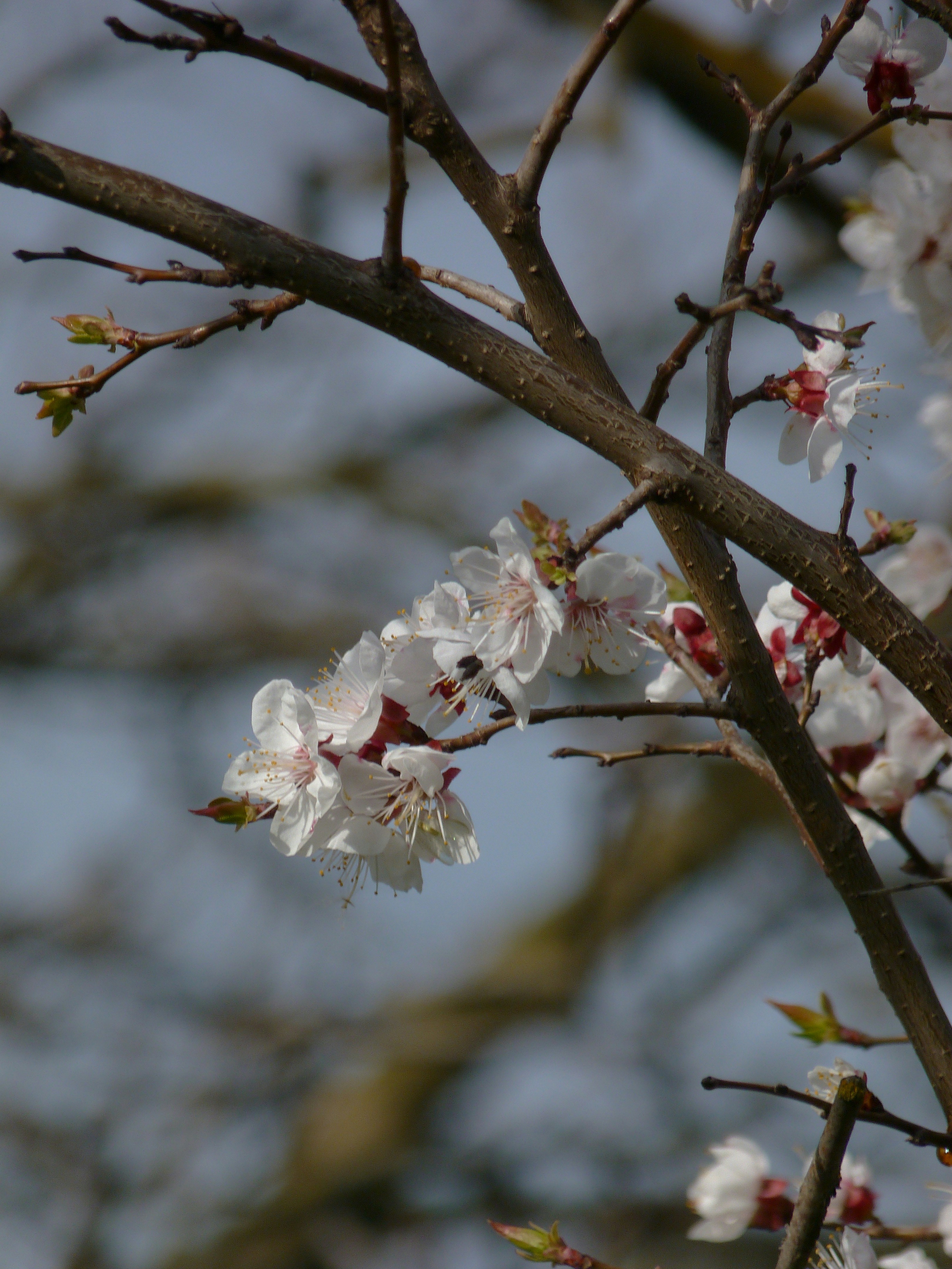 Whispers of Bloom on a Bare Branch