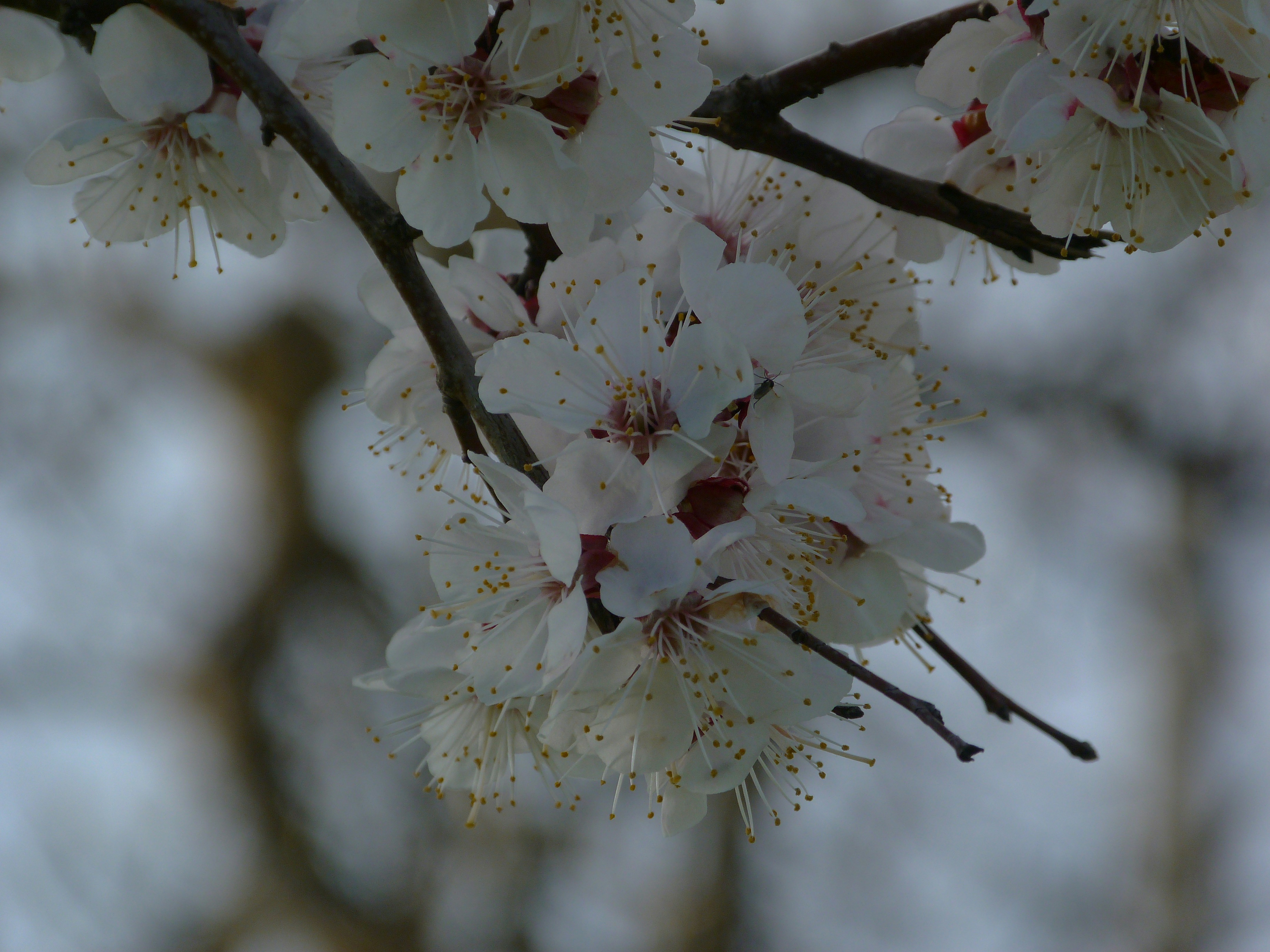 Whispering Blossoms: A Cluster of White Petals on a Sun-Dappled Branch