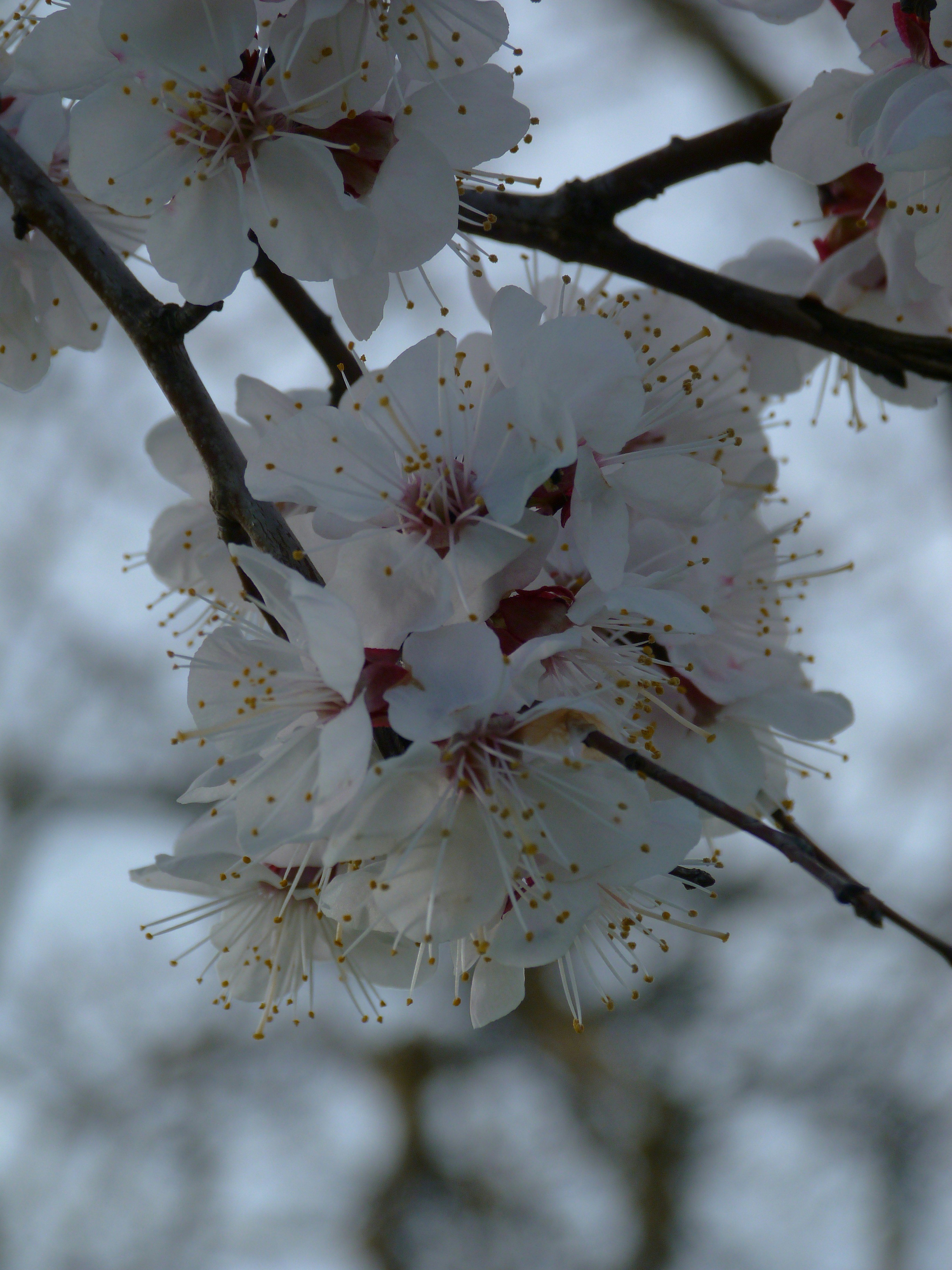 Blooming White Cascade: Cherry Blossom Cluster on a Brushed Sky