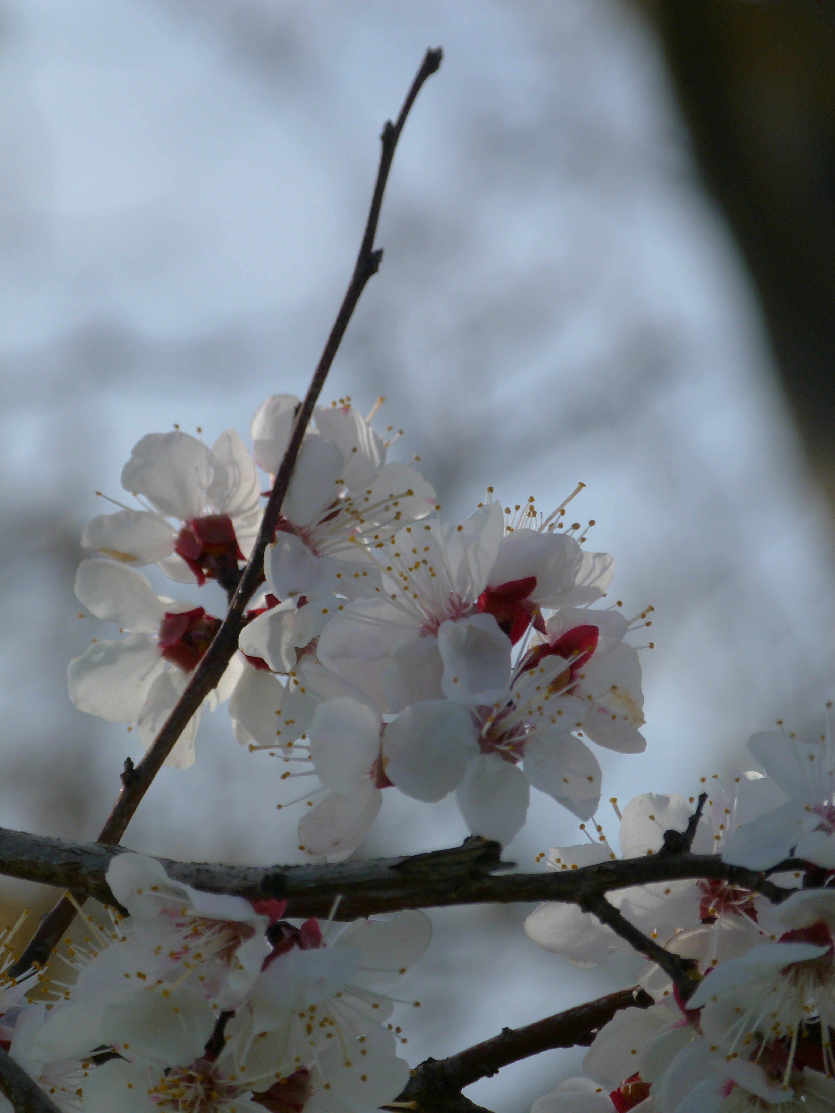 Blossoms on Thin Branches Against Winter Sky
