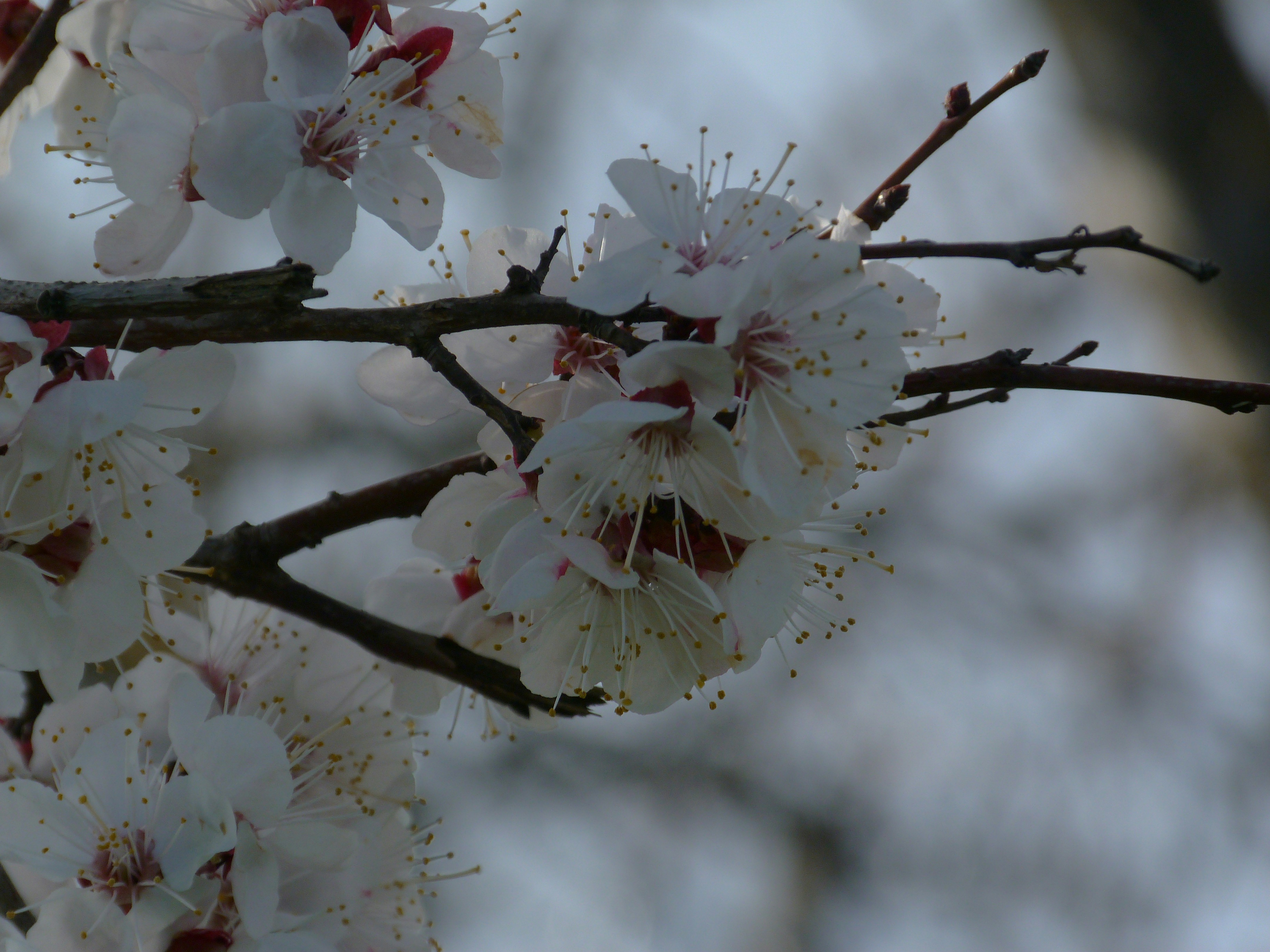 Blooming Branches: Soft White Cherry Blossoms in Early Light