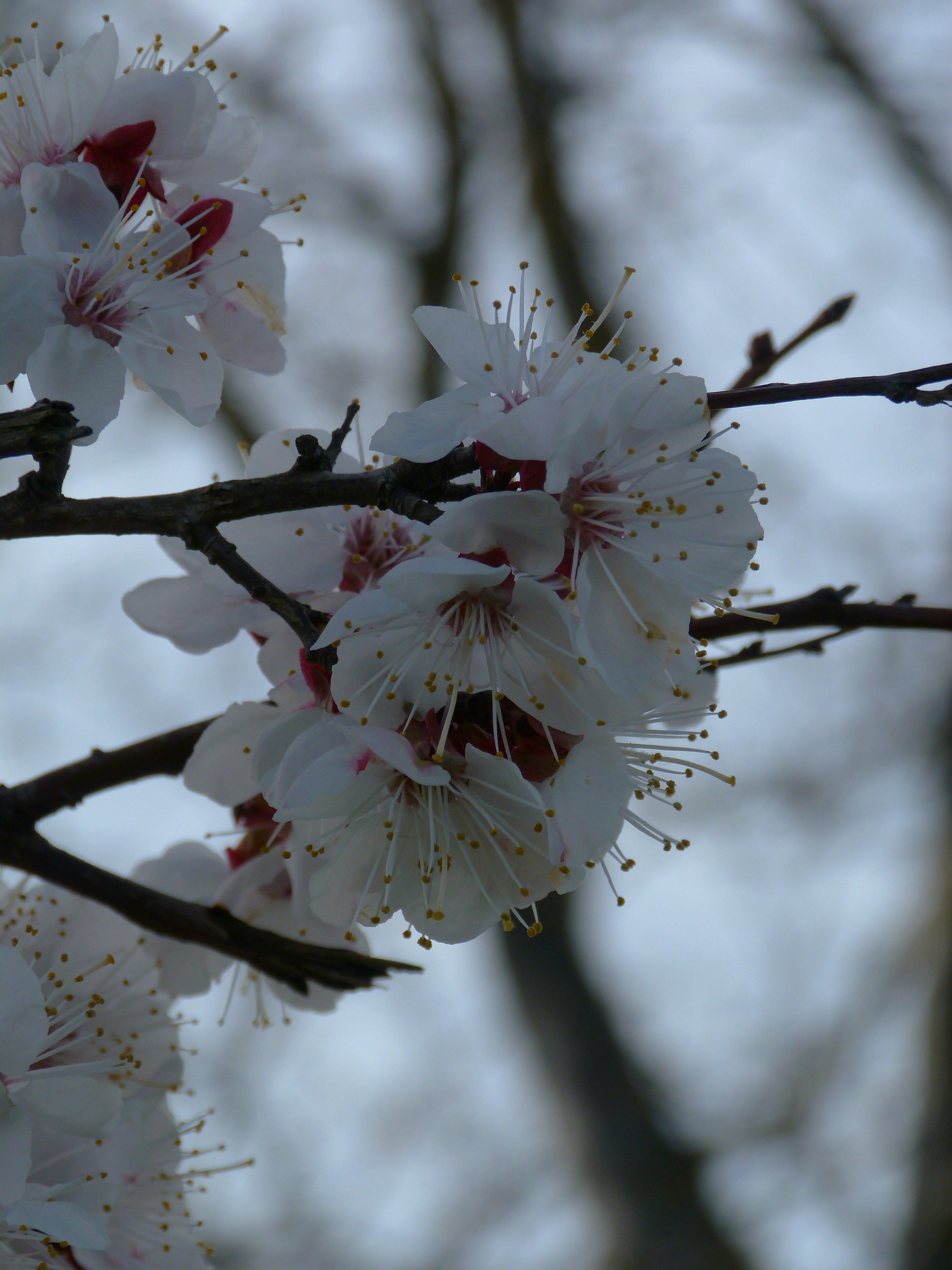 blossoms in focus on a slender branch against a cool sky