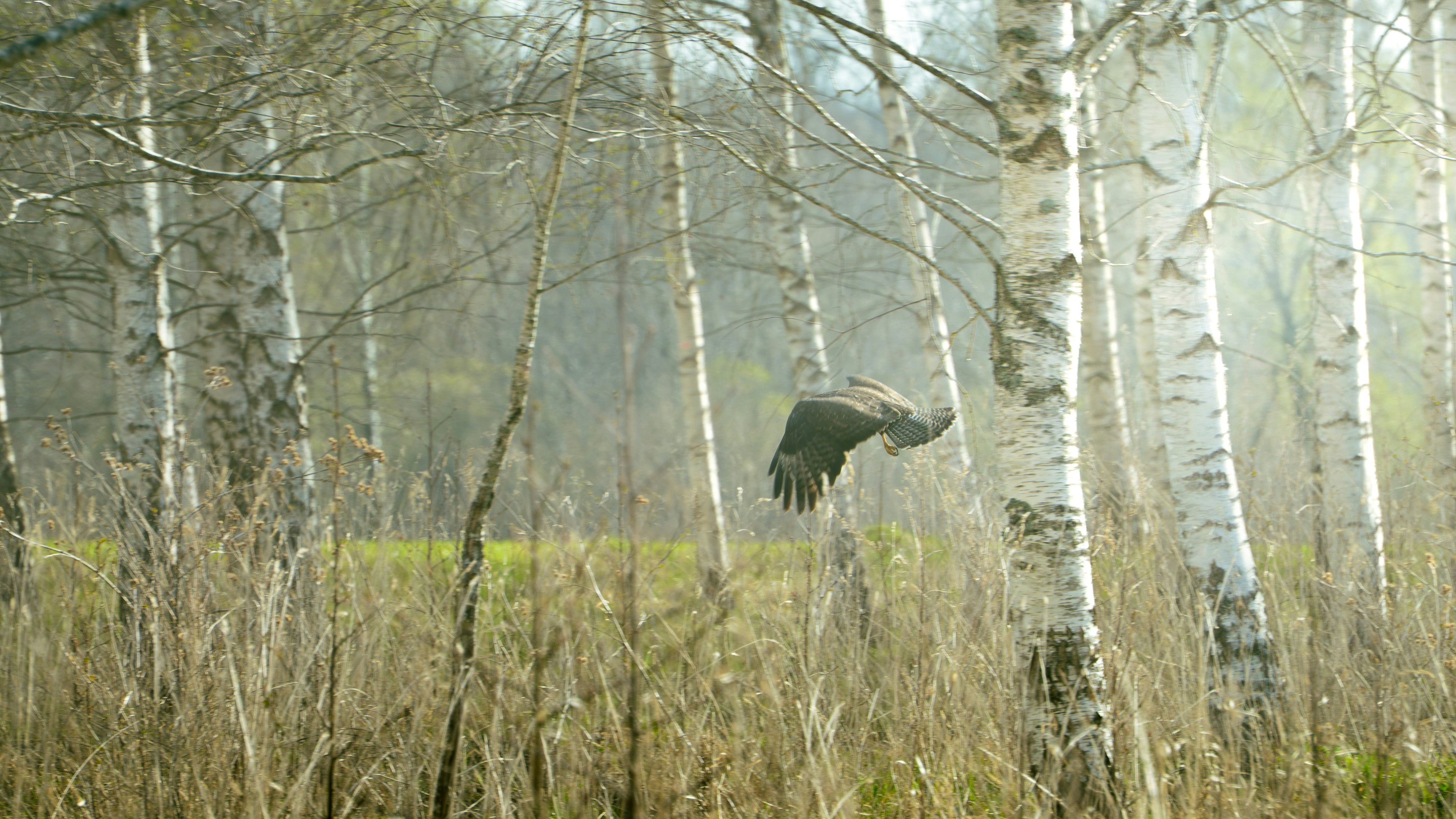 Museum of Wings: a lone raptor glides above a birch meadow
