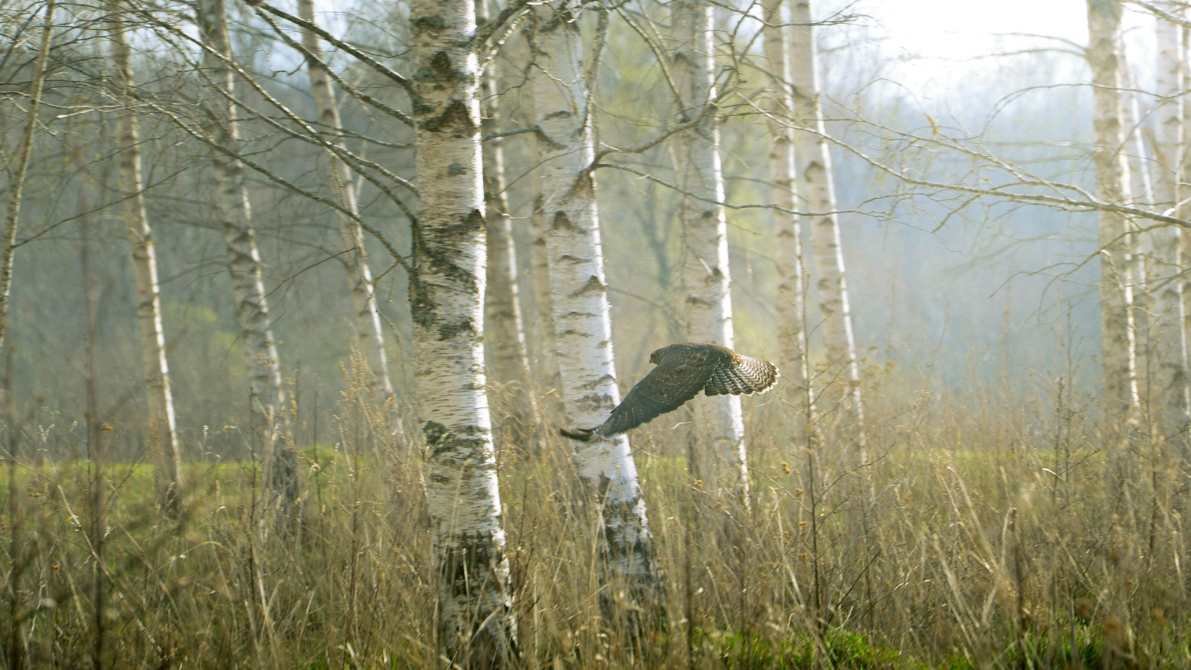 Low-Altitude Peregrine Drifting Through White Birch in Mist
