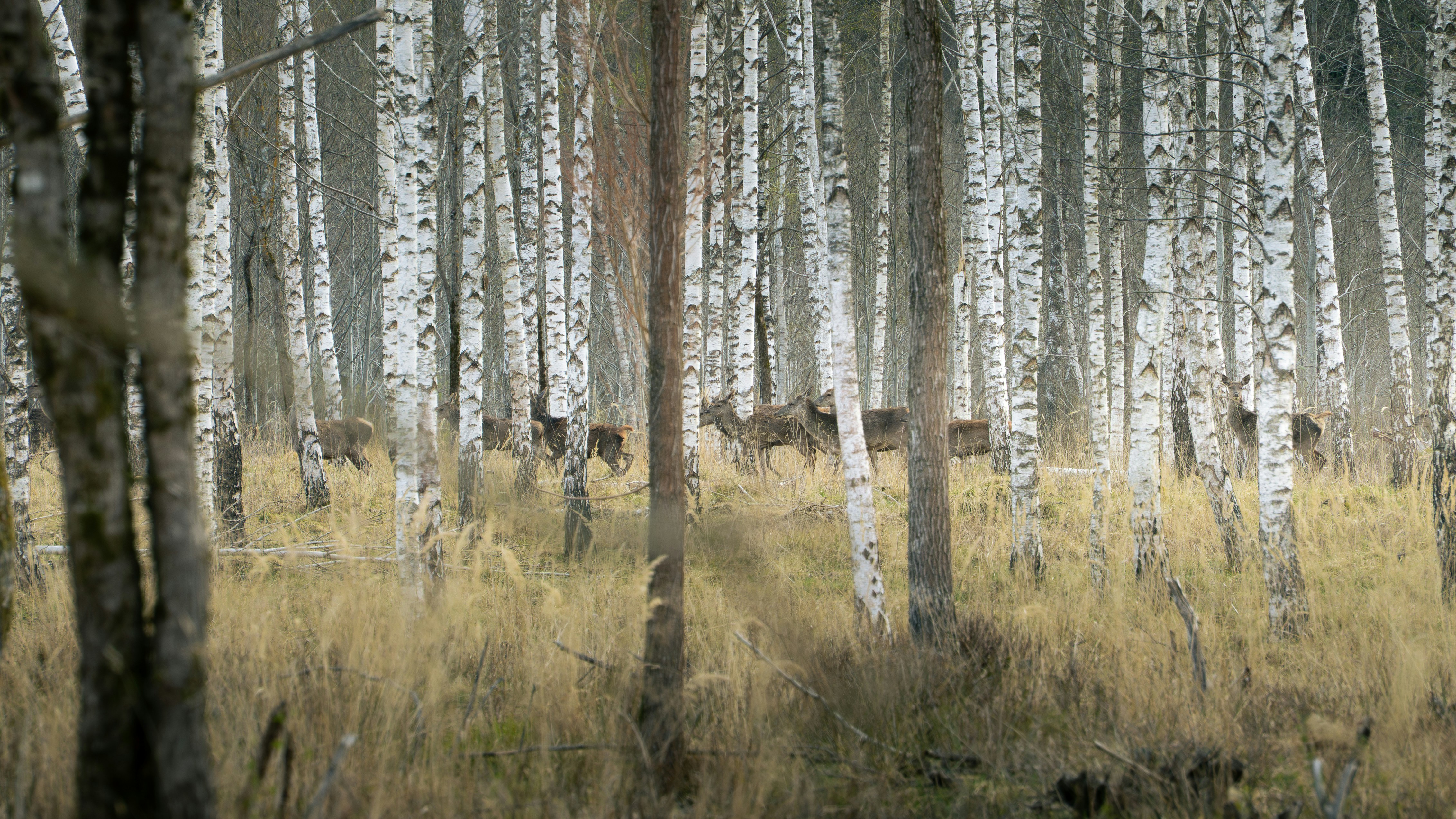 Whispering Birches: Quiet Field Through a Pine-Scattered Dawn