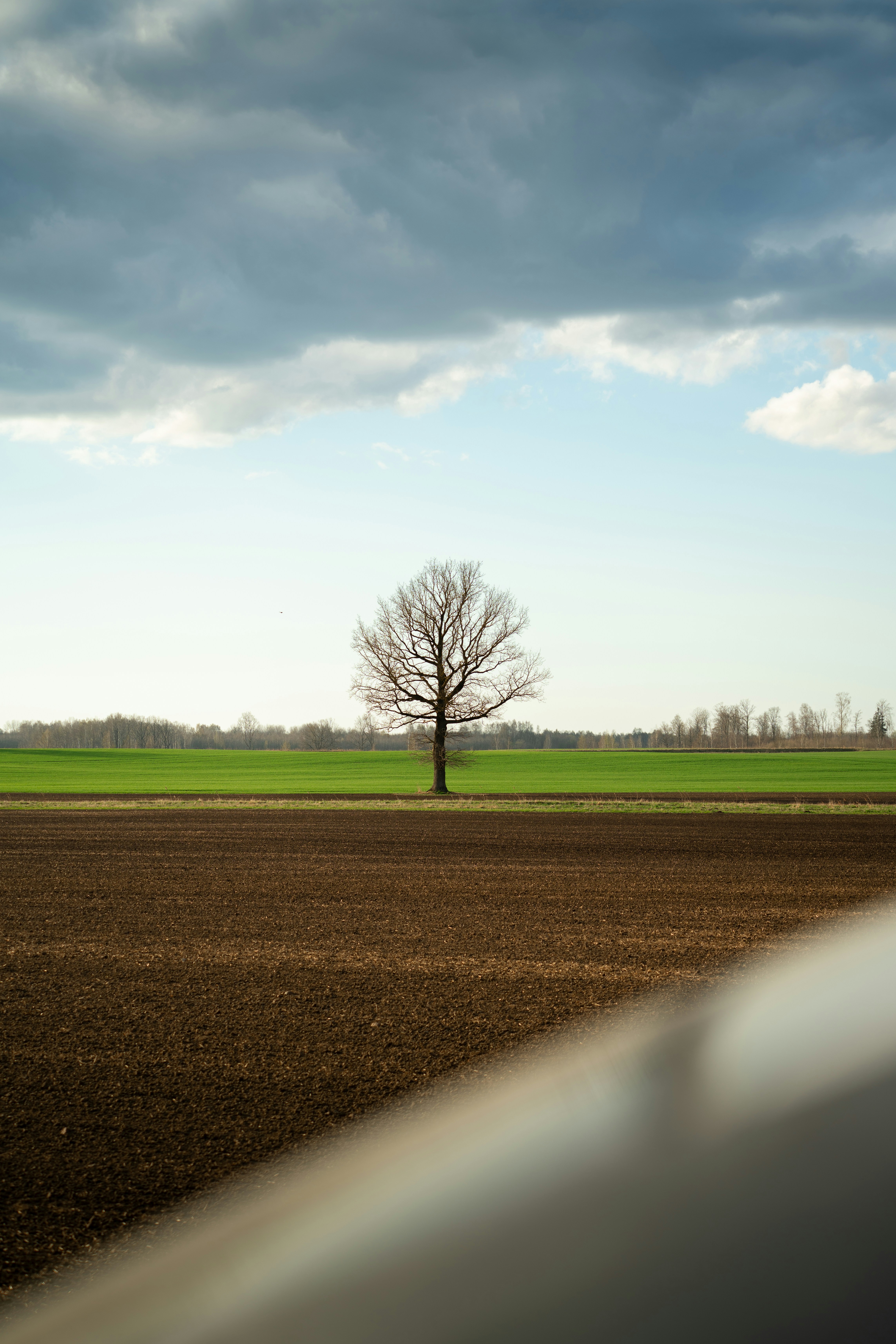 Isolated Willow Against a Vast Field