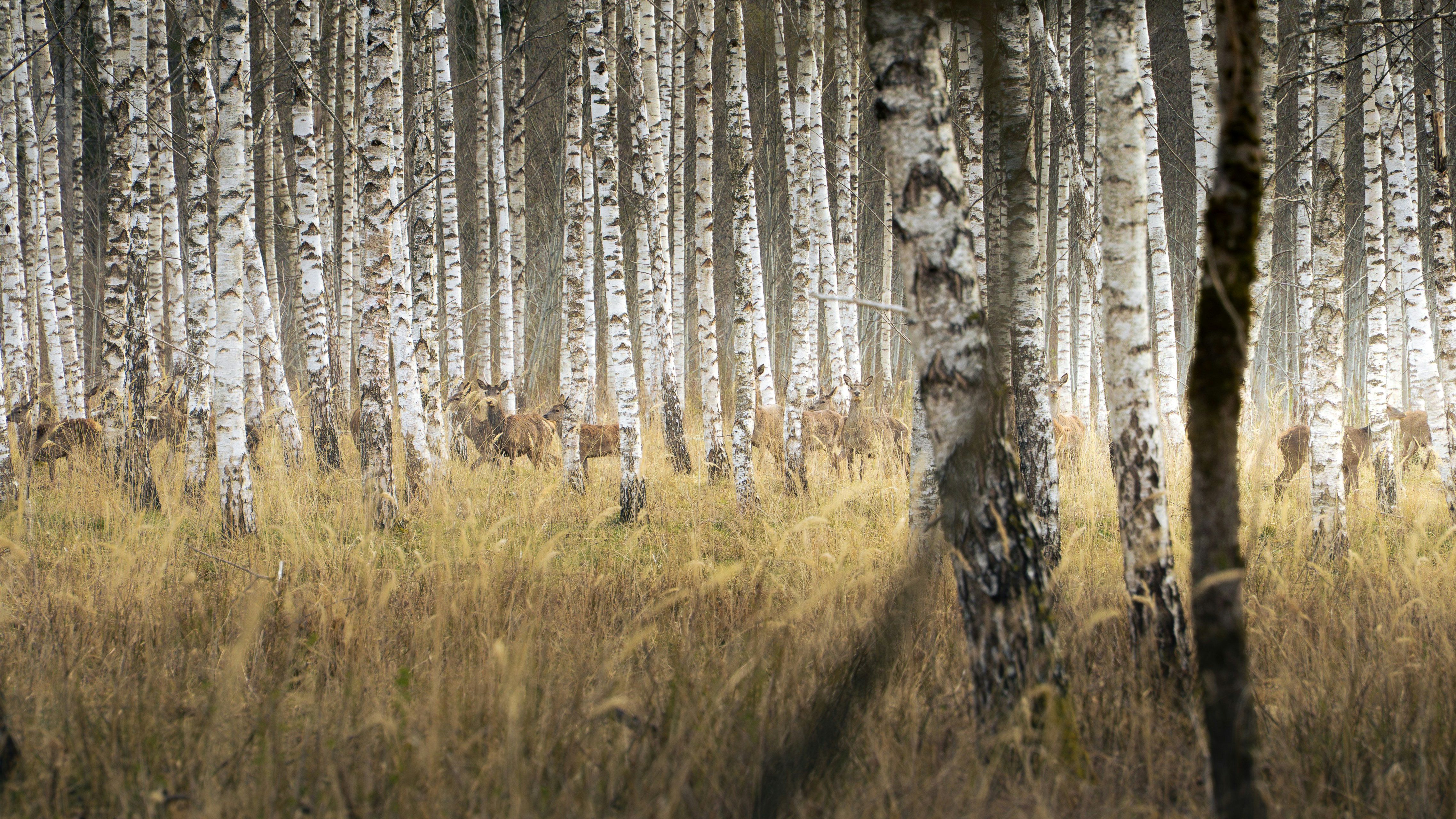 Whispering Birch Lawn