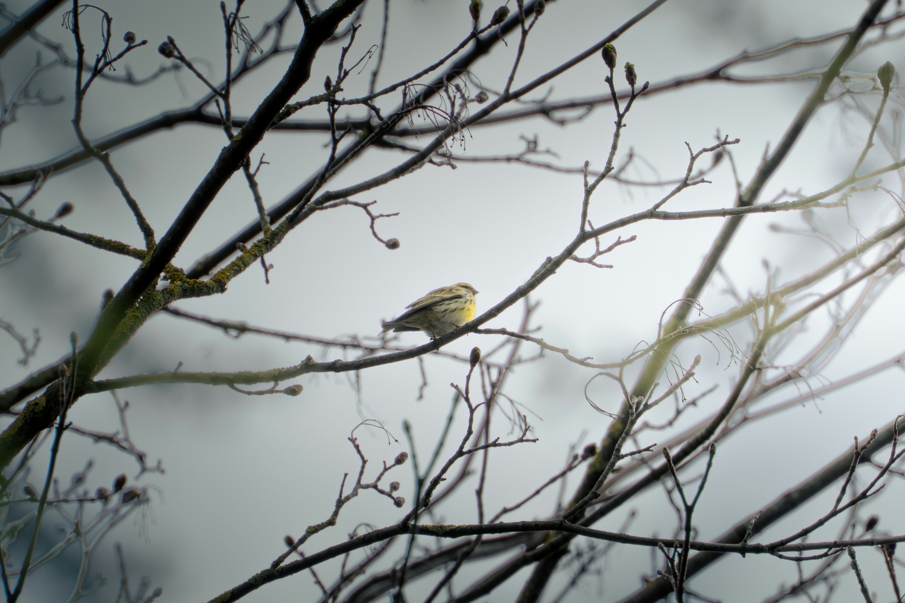 Mist-veiled Song on a Winter Branch