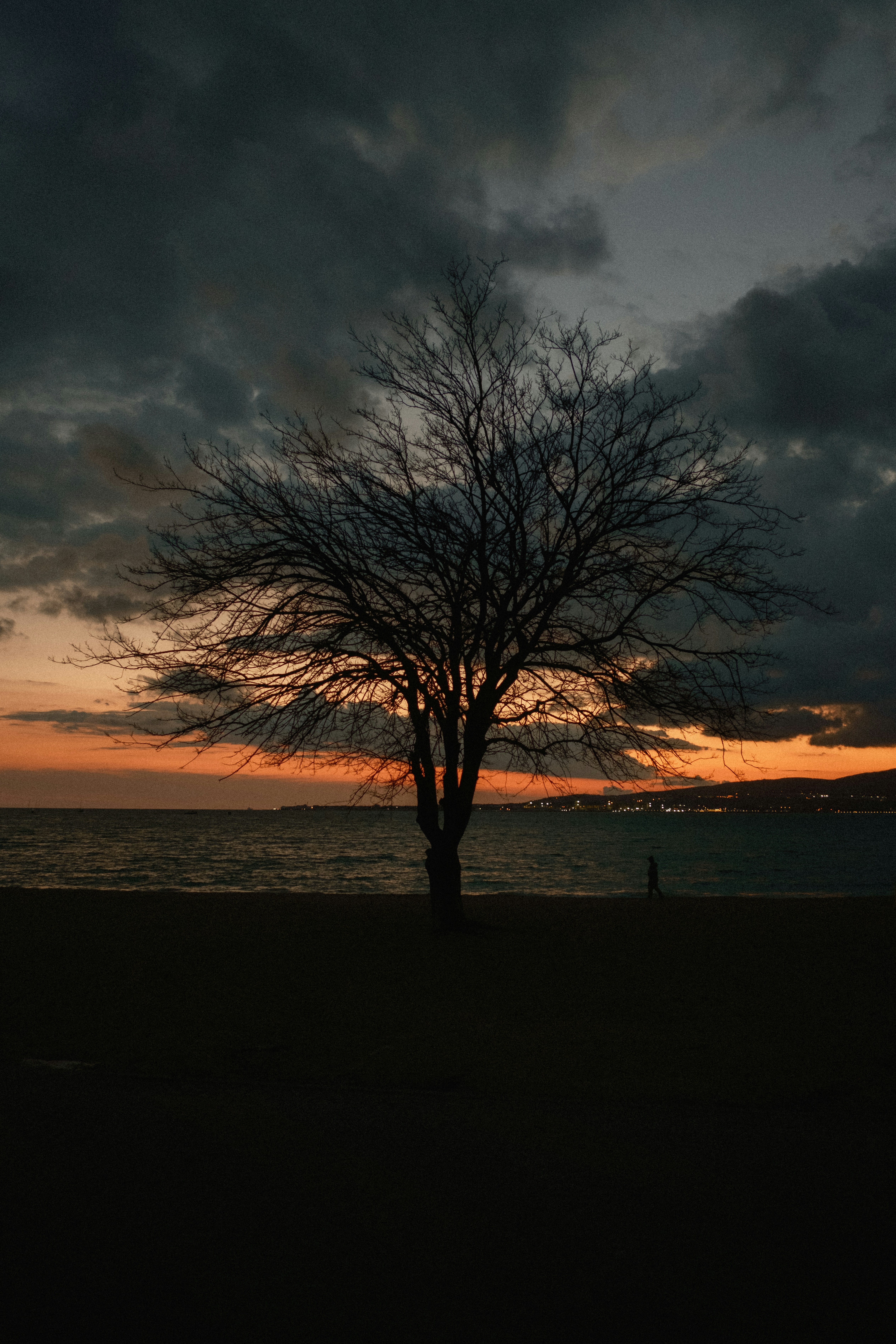 Silhouette at Dusk: A Lone Tree Framed by Calm Waters