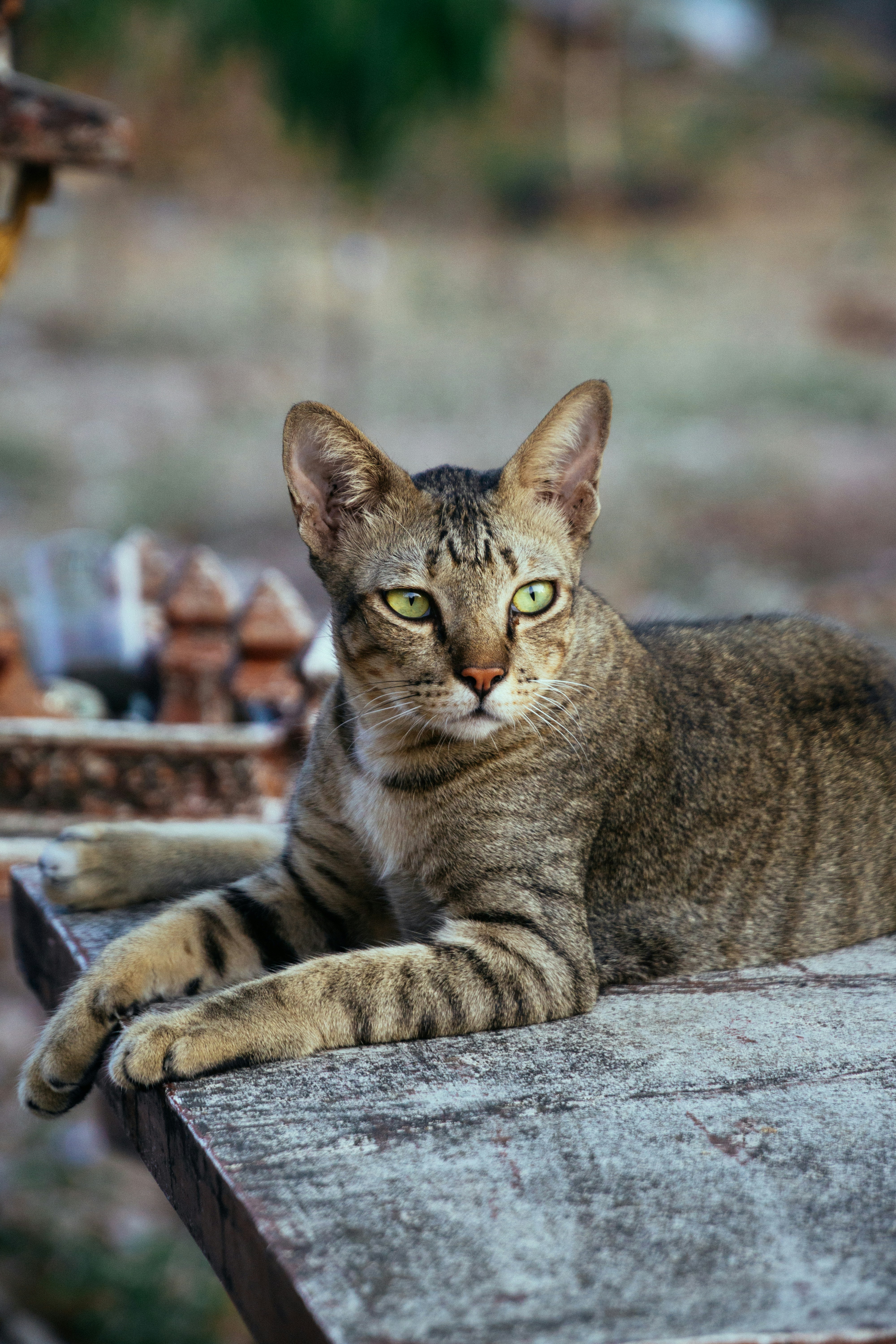 Centered Stare: A Tabby Domestic in Sunlit Quiet