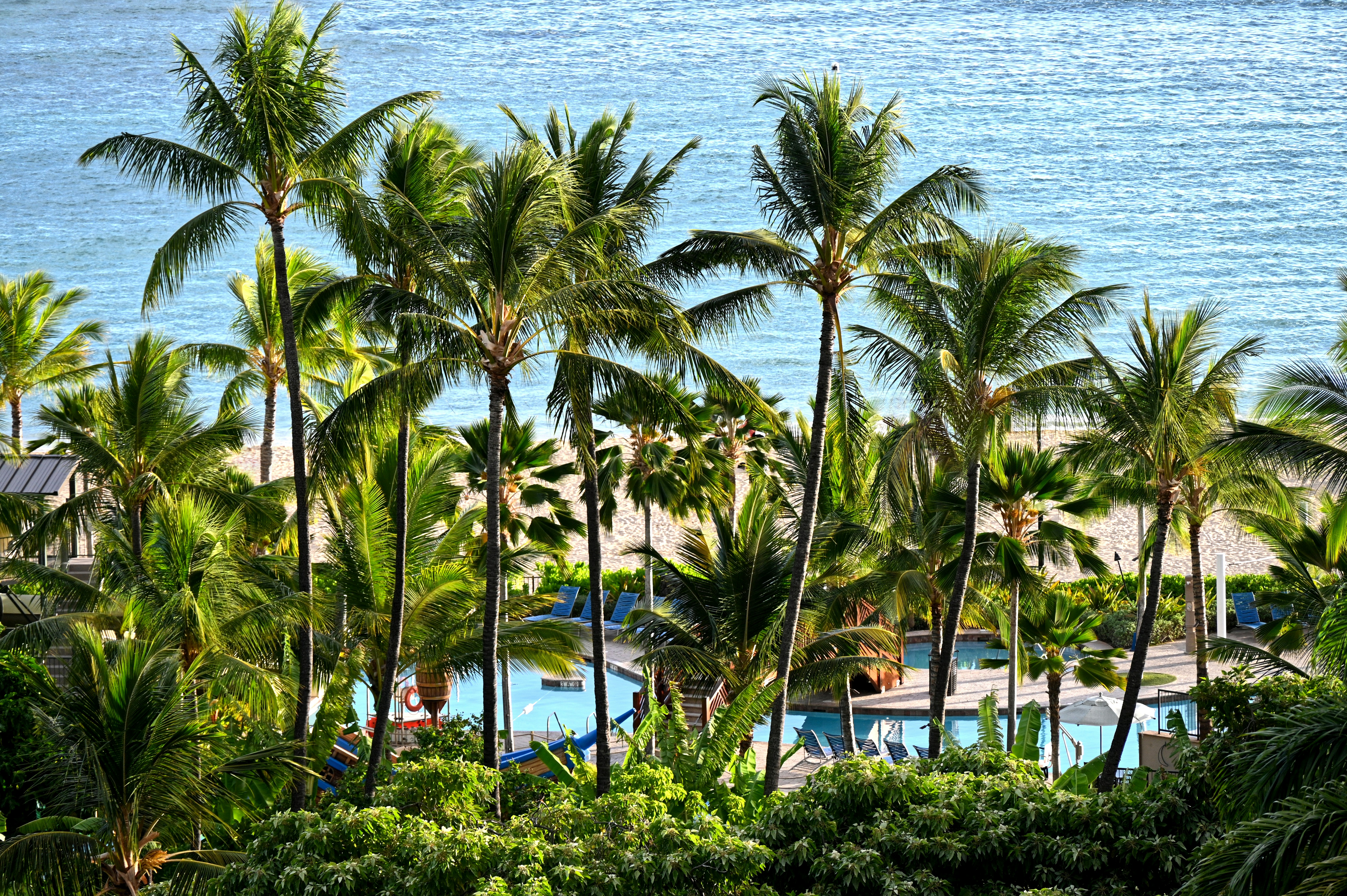 Palm-canopied Boundary: A Quiet Poolside Oasis Framed by Tropical Pines
